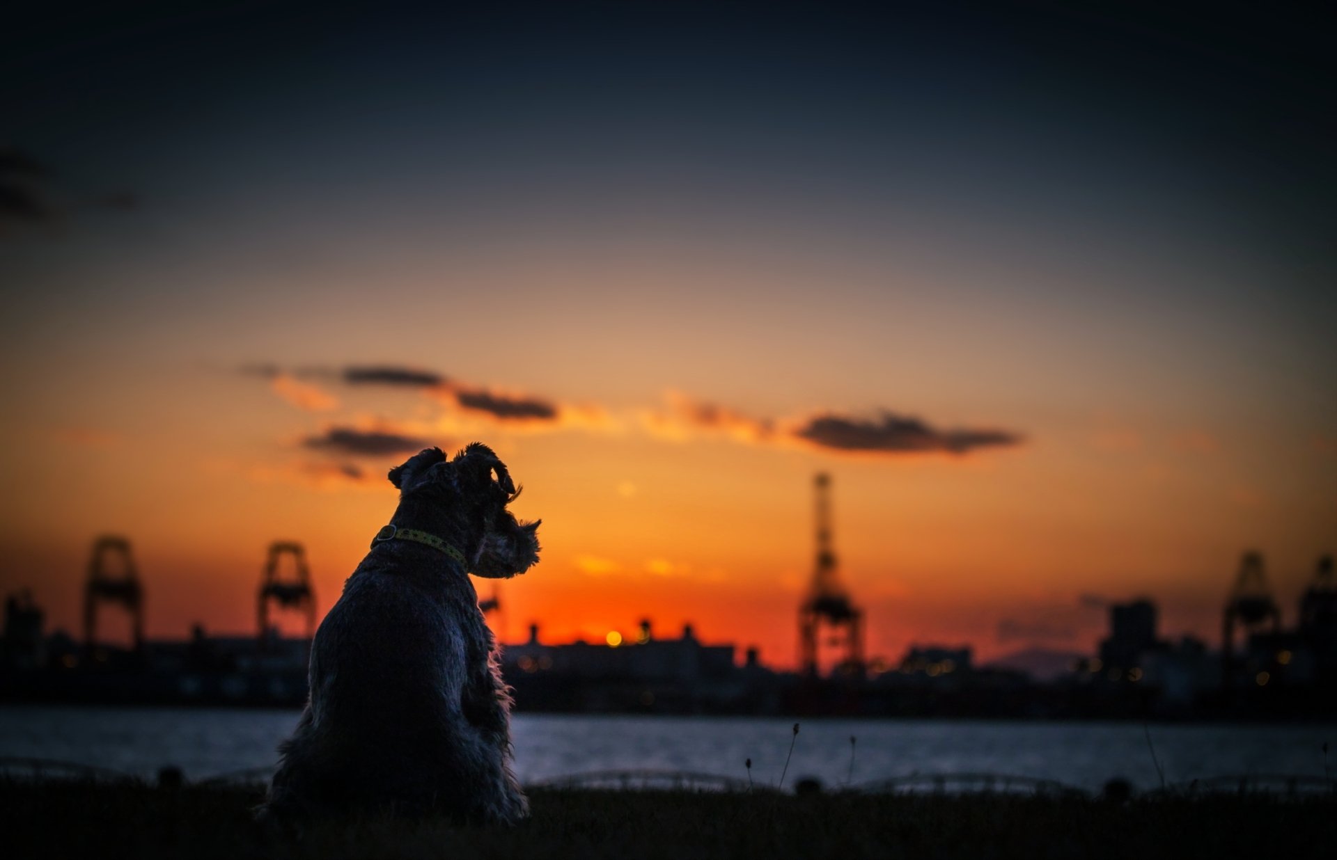 Download River Sea Nature Dog City Photography Sunset 4k Ultra HD Wallpaper