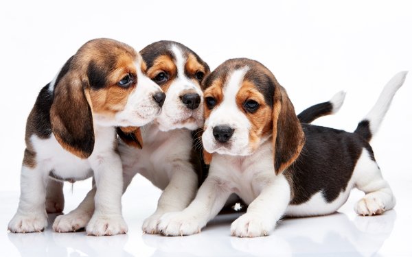 Beagle - Desktop Wallpapers, Phone Wallpaper, PFP, Gifs, and More!