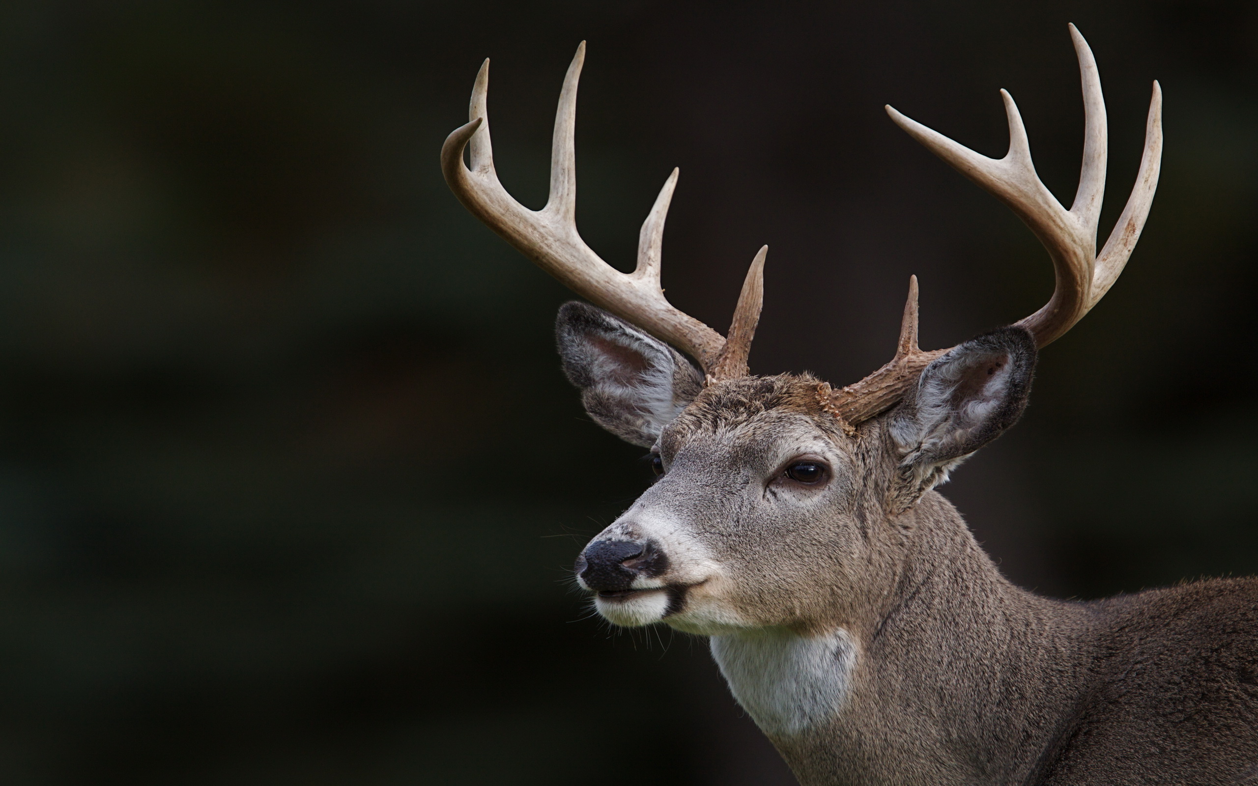 Deer HD Wallpaper