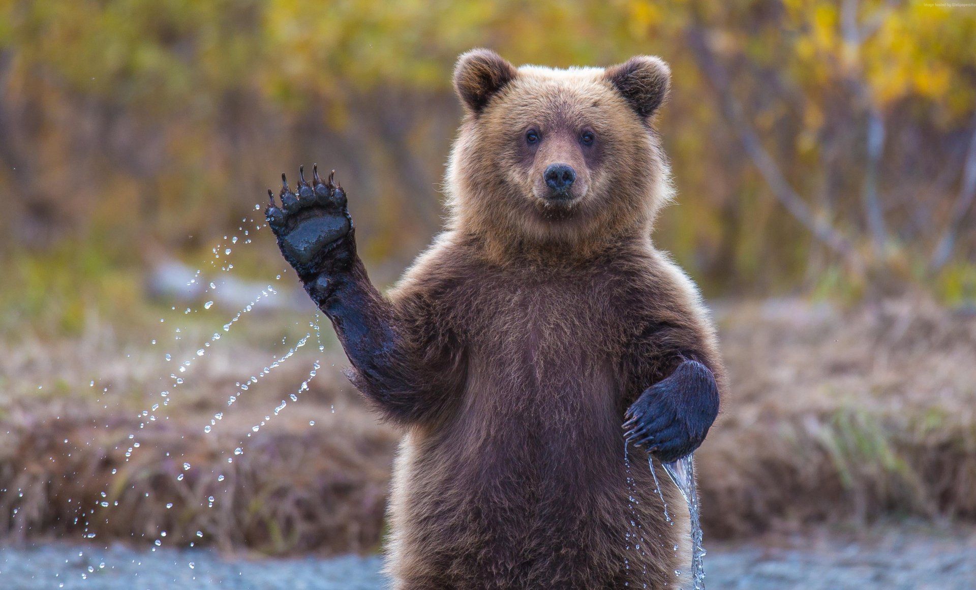 Download Animal Bear HD Wallpaper | 3474x2100 | Wallpaper Abyss
