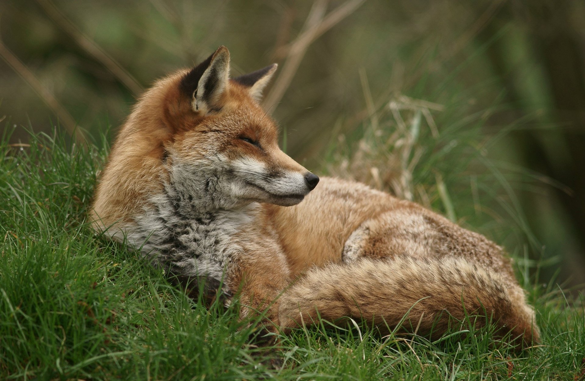 Stunning HD Wallpaper of a Relaxed Fox in Nature | 2048x1334 ...