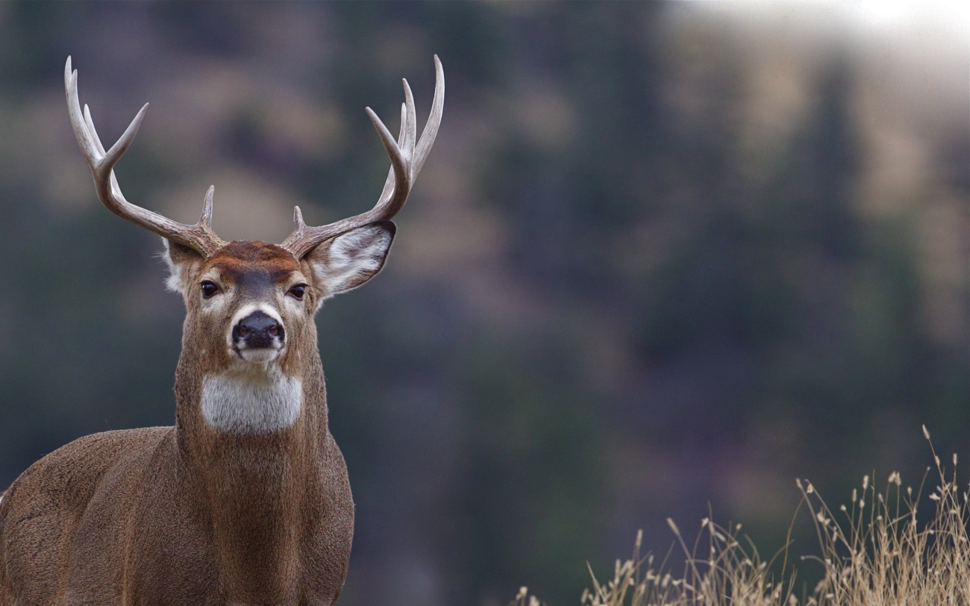 Majestic Buck — 2K Quad HD Deer Wallpaper | 2560x1600 | Wallpaper Abyss