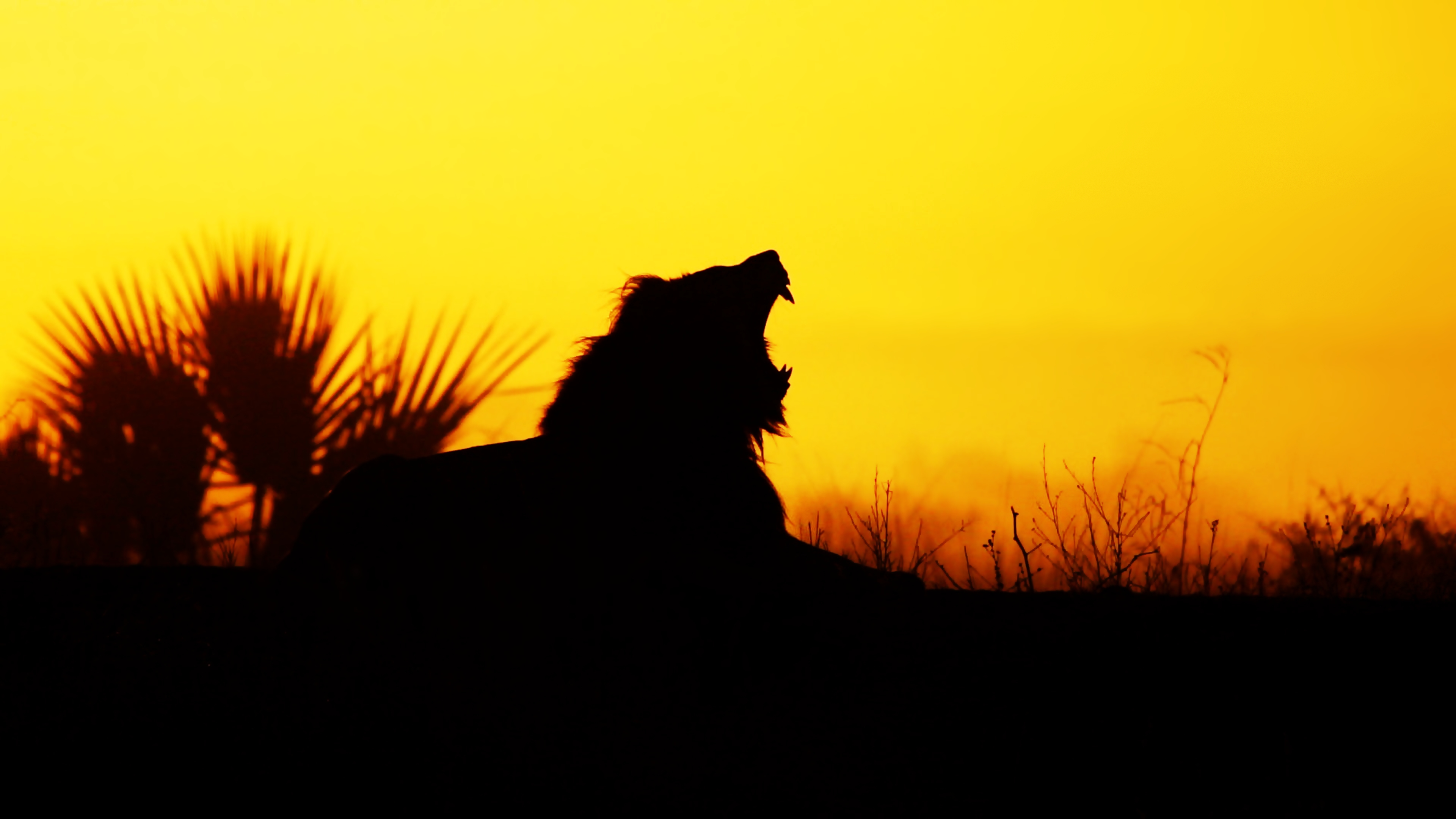 Download Nature Sunset Animal Lion 4k Ultra HD Wallpaper