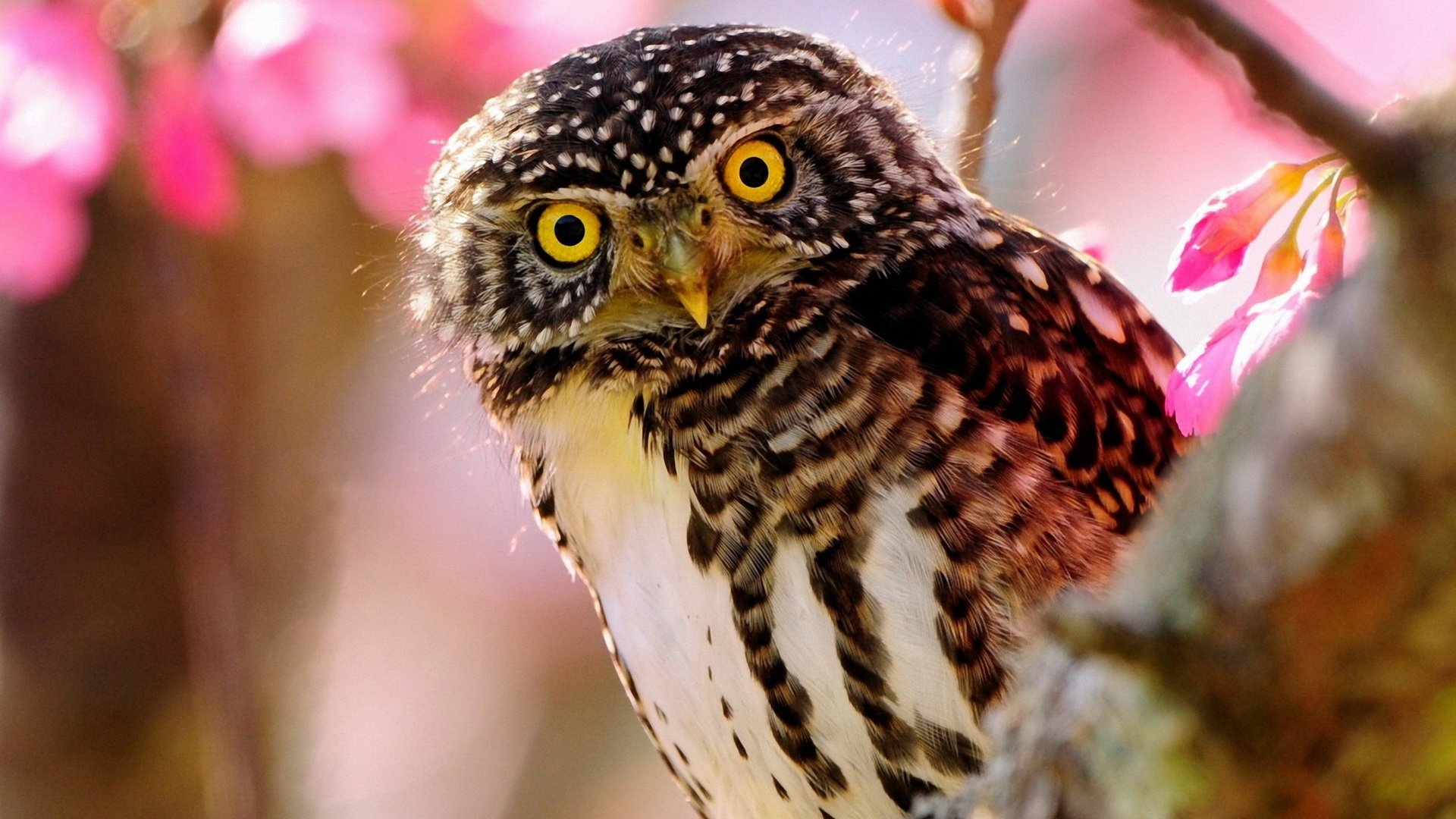 Stunning Owl HD Wallpaper: Nature's Wisdom Captured | 1920x1080 ...
