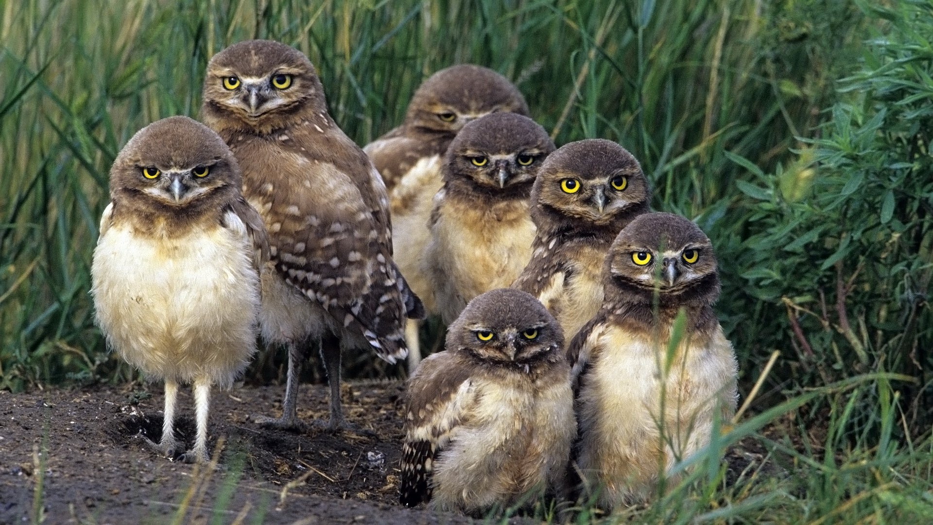 HD Animal Wallpaper — Burrowing Owl Family | 1920x1080 | Wallpaper Abyss