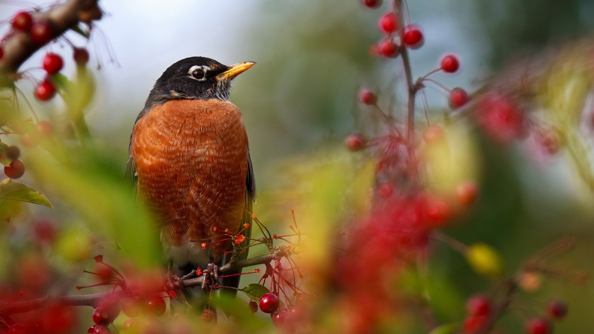 Download Animal Bird HD Wallpaper