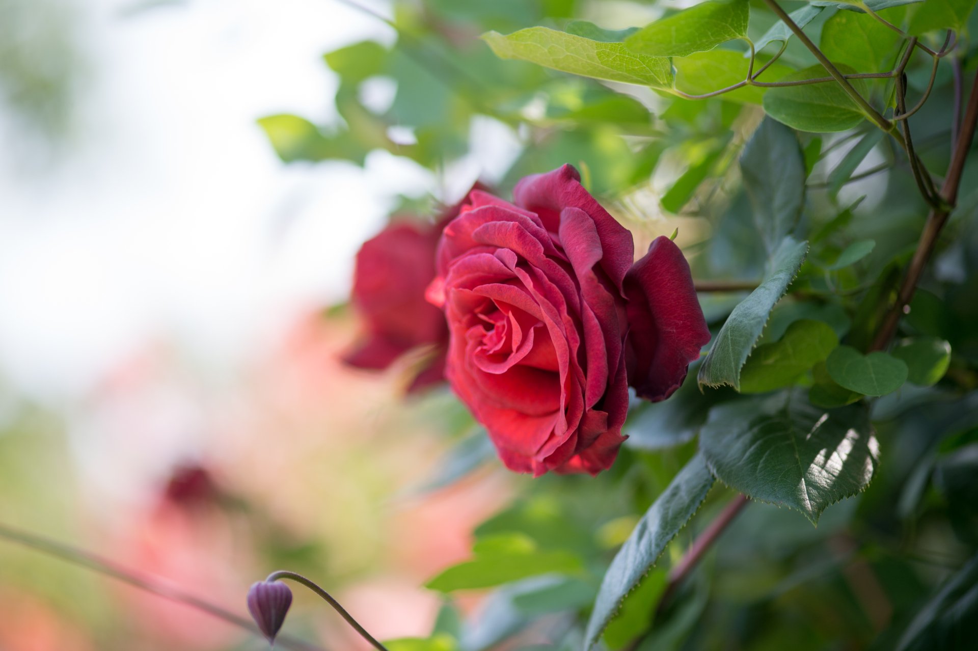 4K Ultra HD Macro Rose: Nature's Blurred Beauty | 4928x3280 | Wallpaper ...