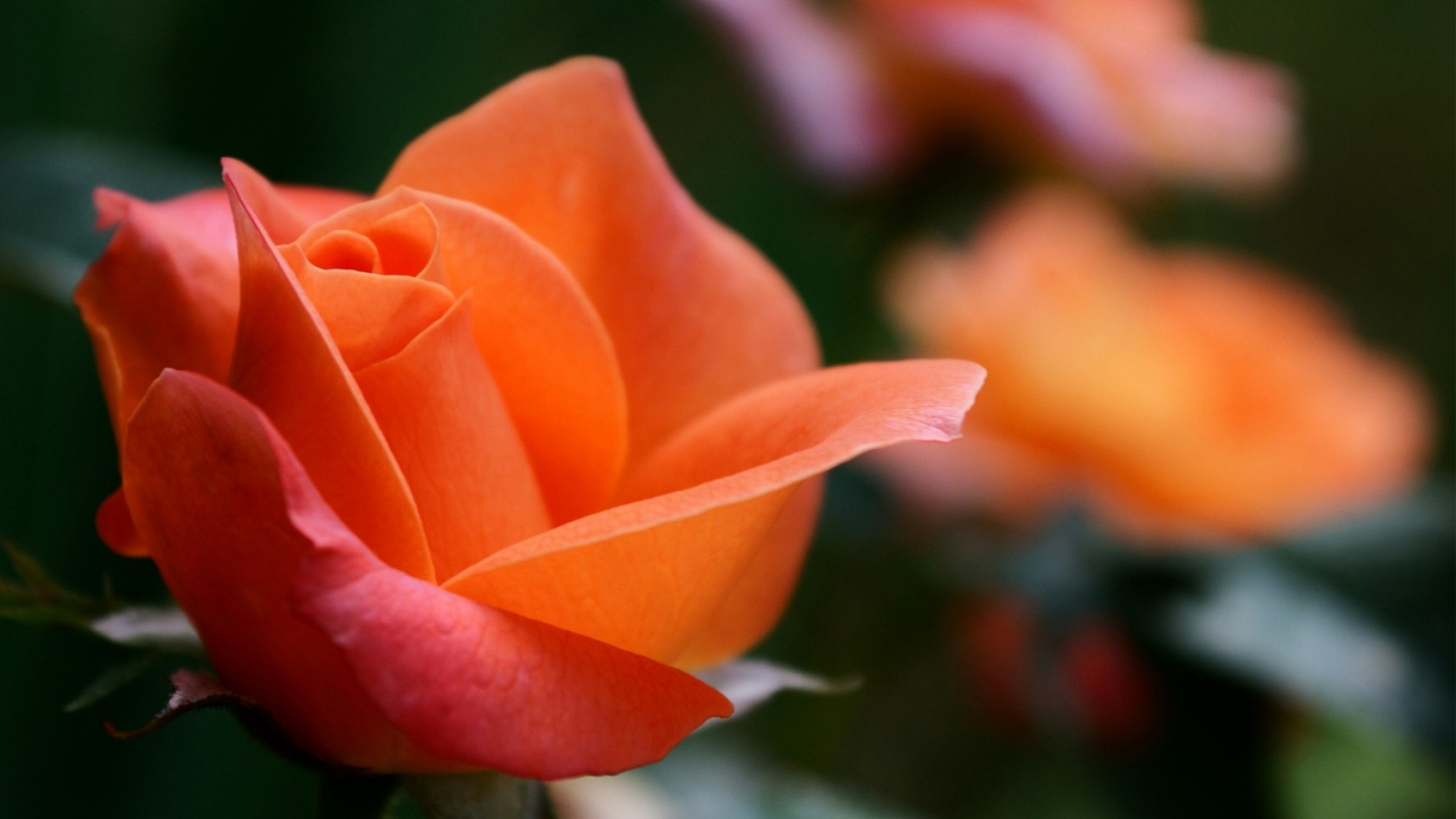 Stunning Macro Rose - 4K Ultra HD Wallpaper