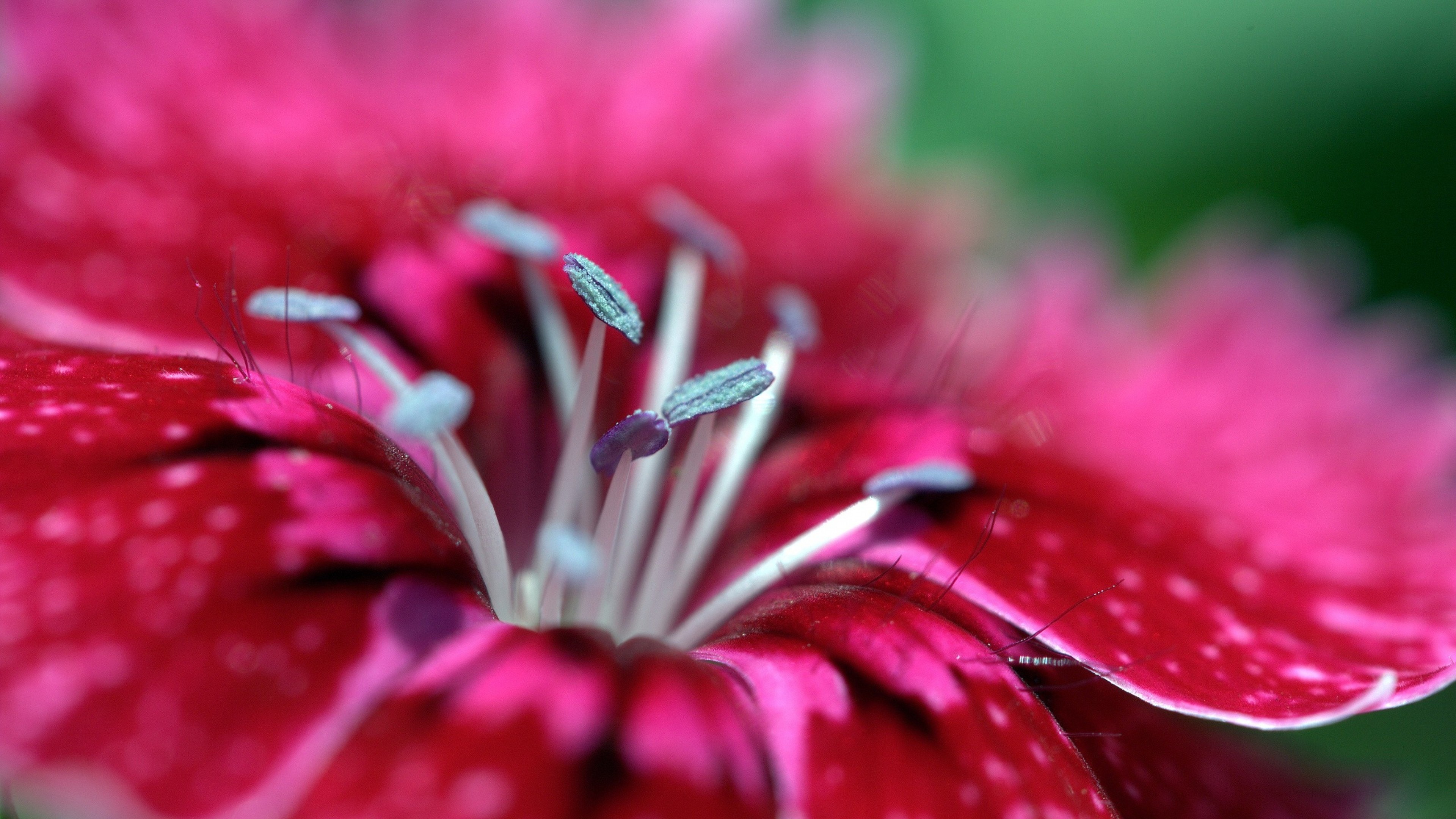 Download Red Flower Macro Nature Flower 4k Ultra HD Wallpaper