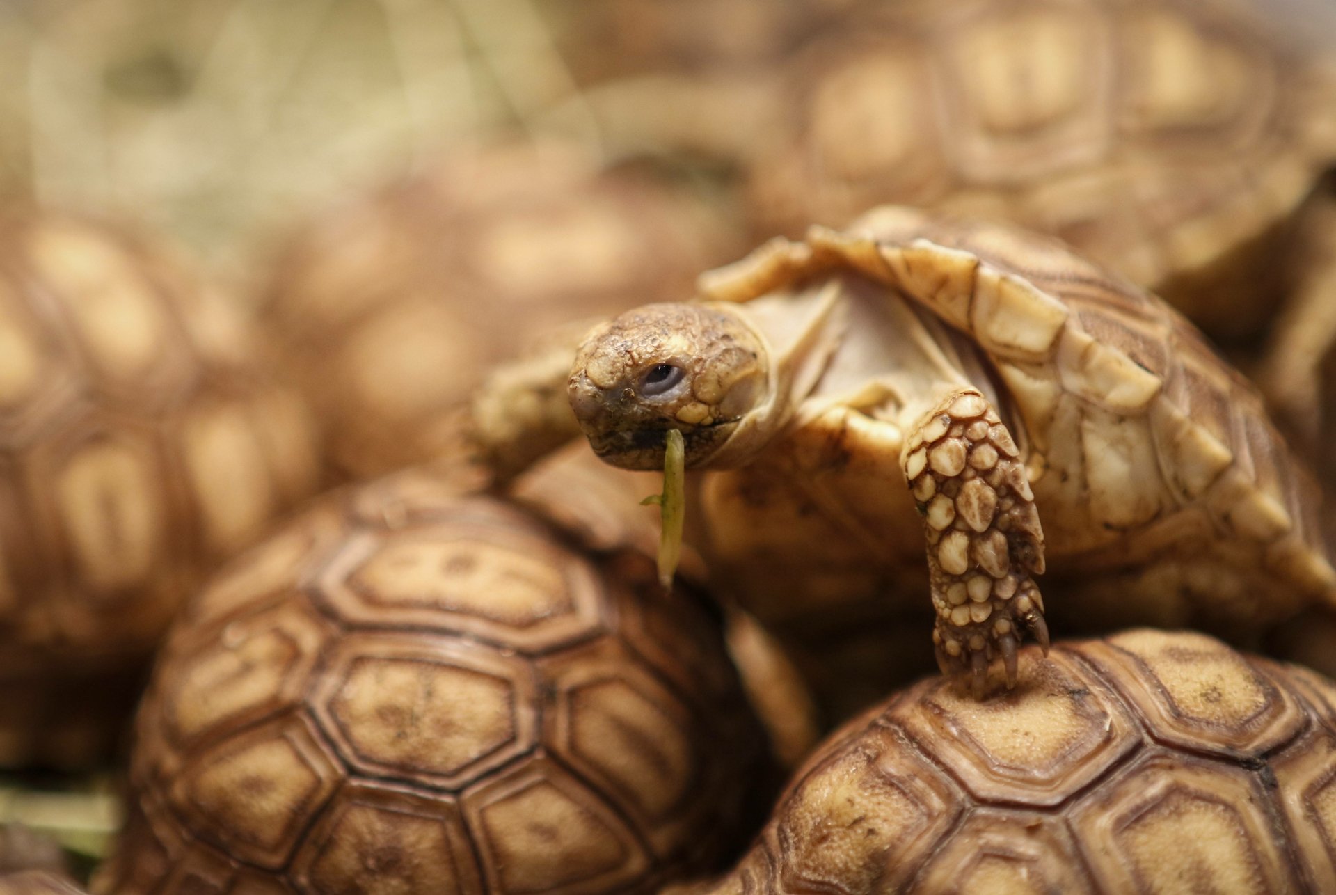 Download Animal Tortoise 4k Ultra HD Wallpaper
