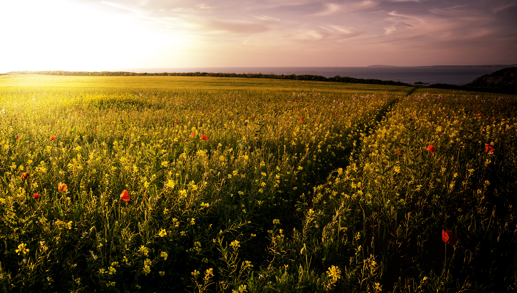 Download Nature Field Wallpaper