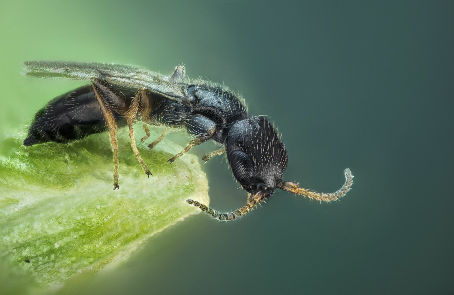 Download Animal Insect 4k Ultra HD Wallpaper