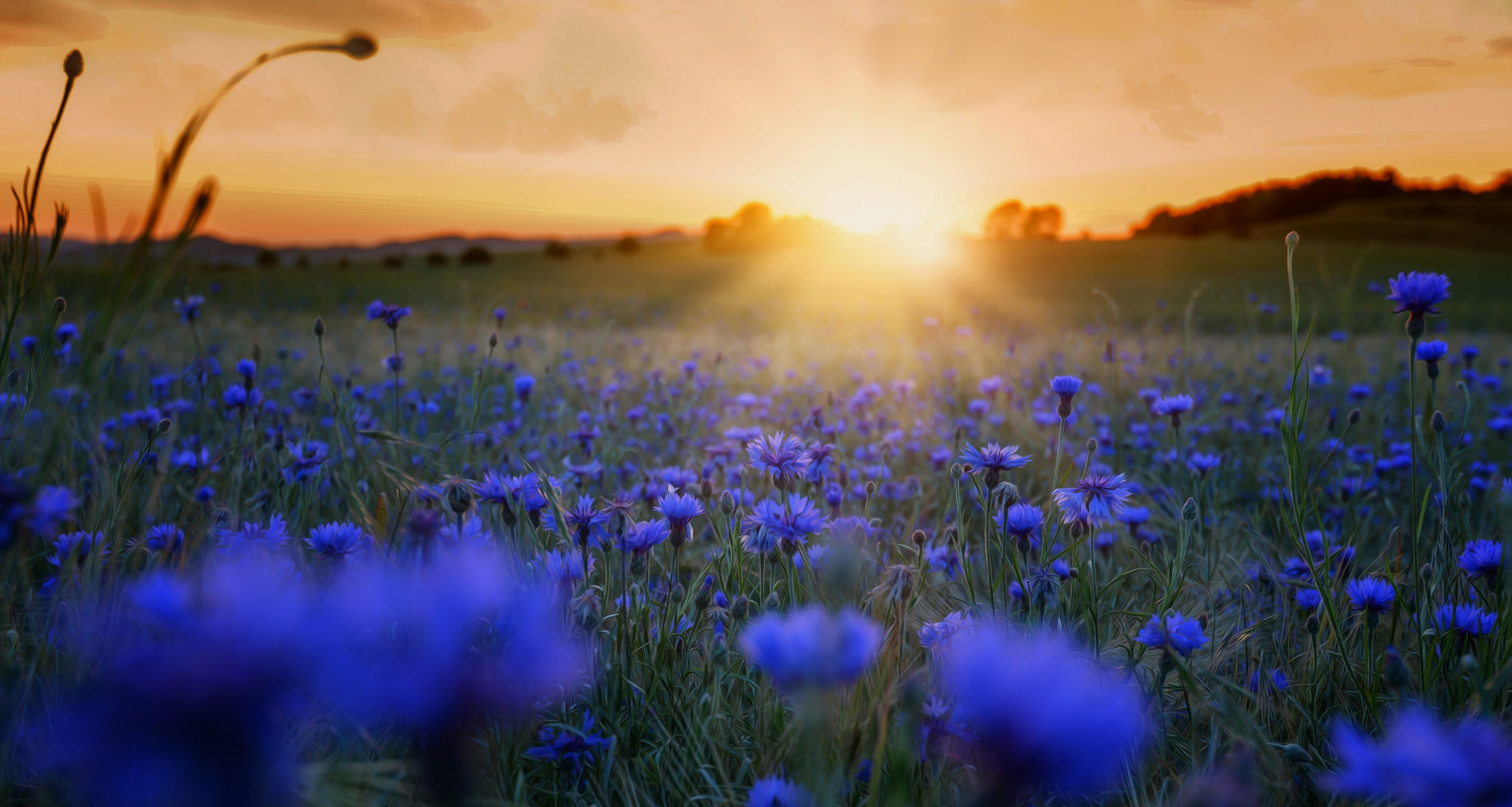 Download Sunbeam Landscape Blue Flower Field Nature Flower HD Wallpaper ...