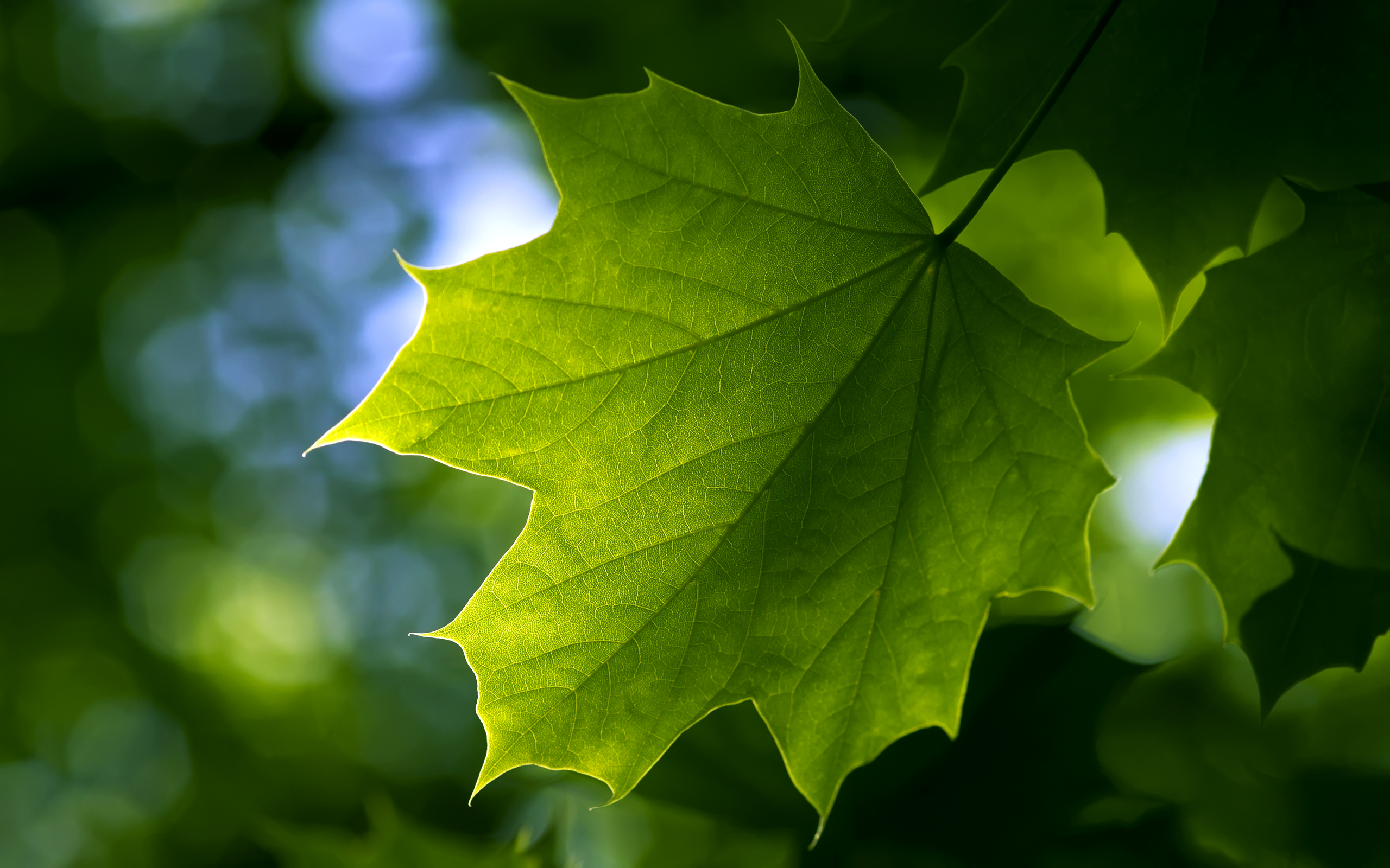 Download Nature Leaf HD Wallpaper