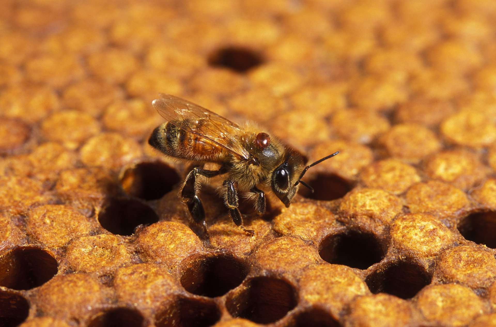 Download Animal Bee HD Wallpaper | 2700x1781 | Wallpaper Abyss