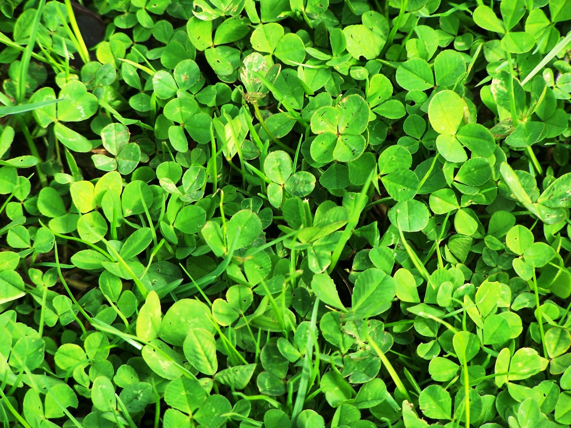 Clover HD Wallpaper