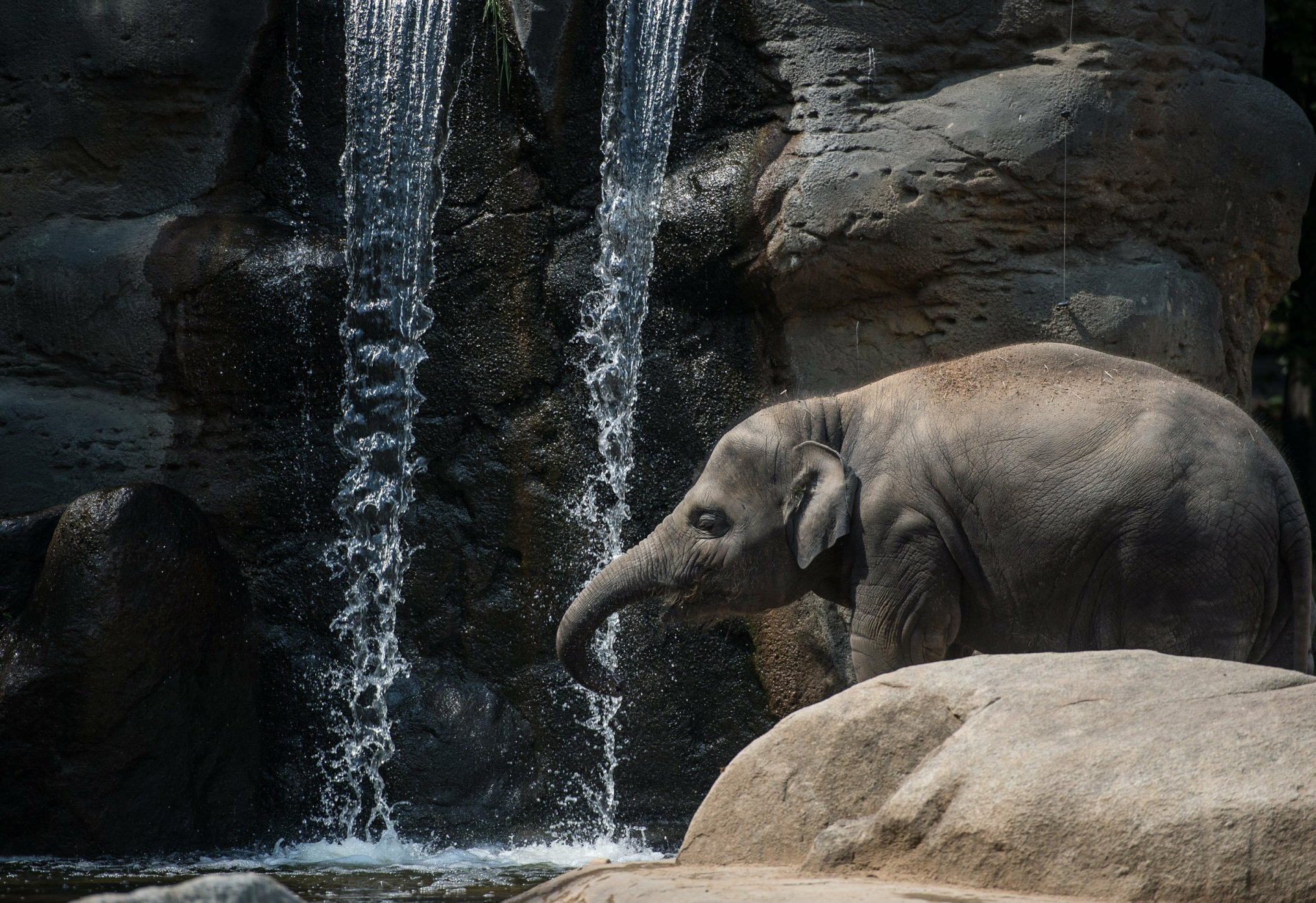 Download Animal Asian Elephant HD Wallpaper | 2400x1646 | Wallpaper Abyss