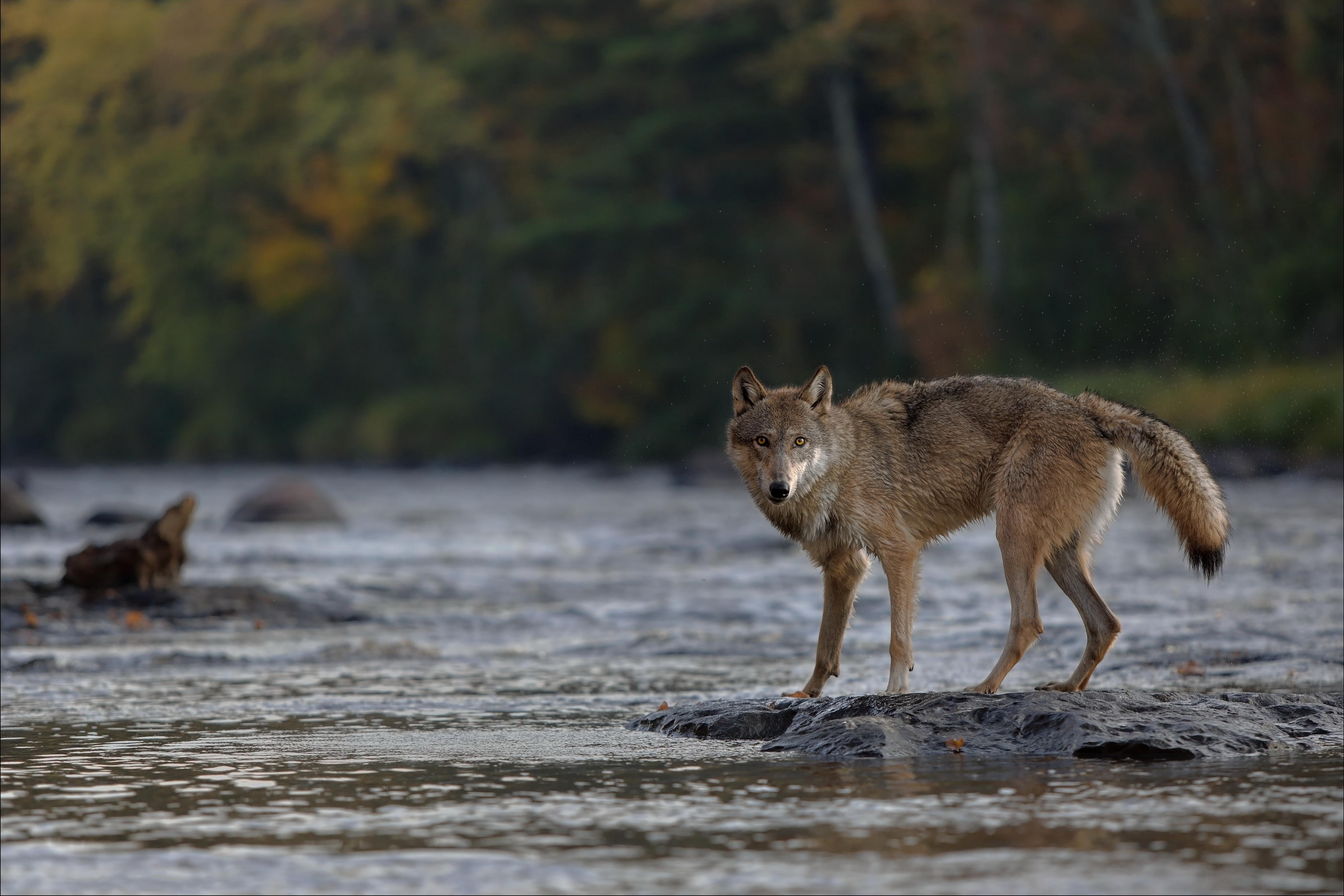 Majestic Wolf in the Wild - HD Animal Wallpaper