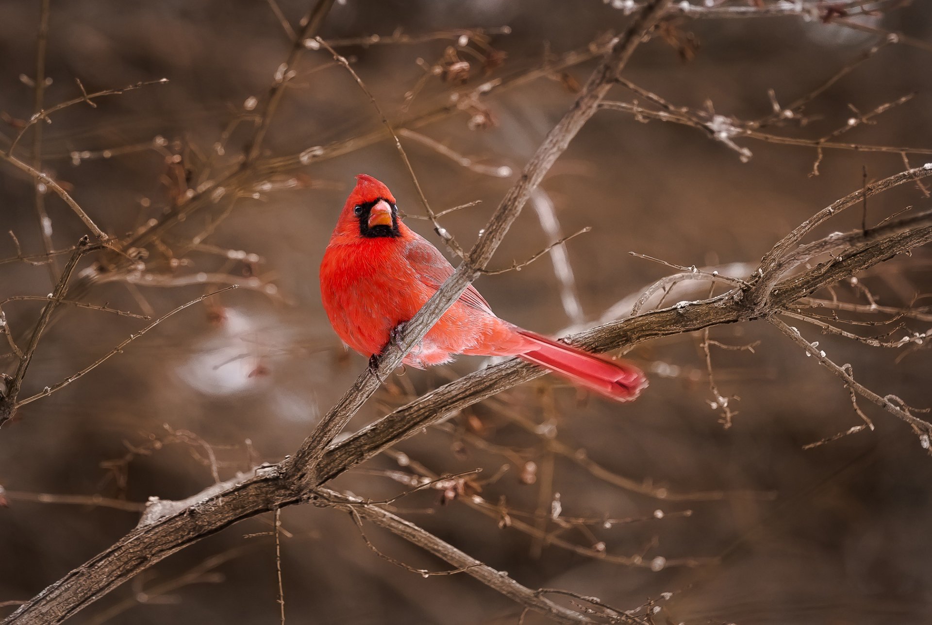 Download Animal Cardinal HD Wallpaper