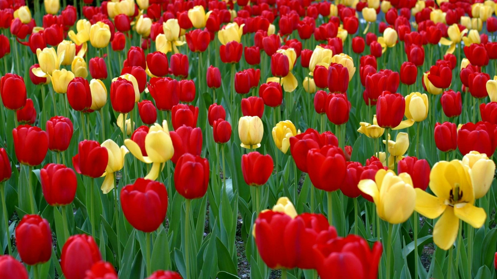 Download Nature Tulip HD Wallpaper | 2560x1440 | Wallpaper Abyss