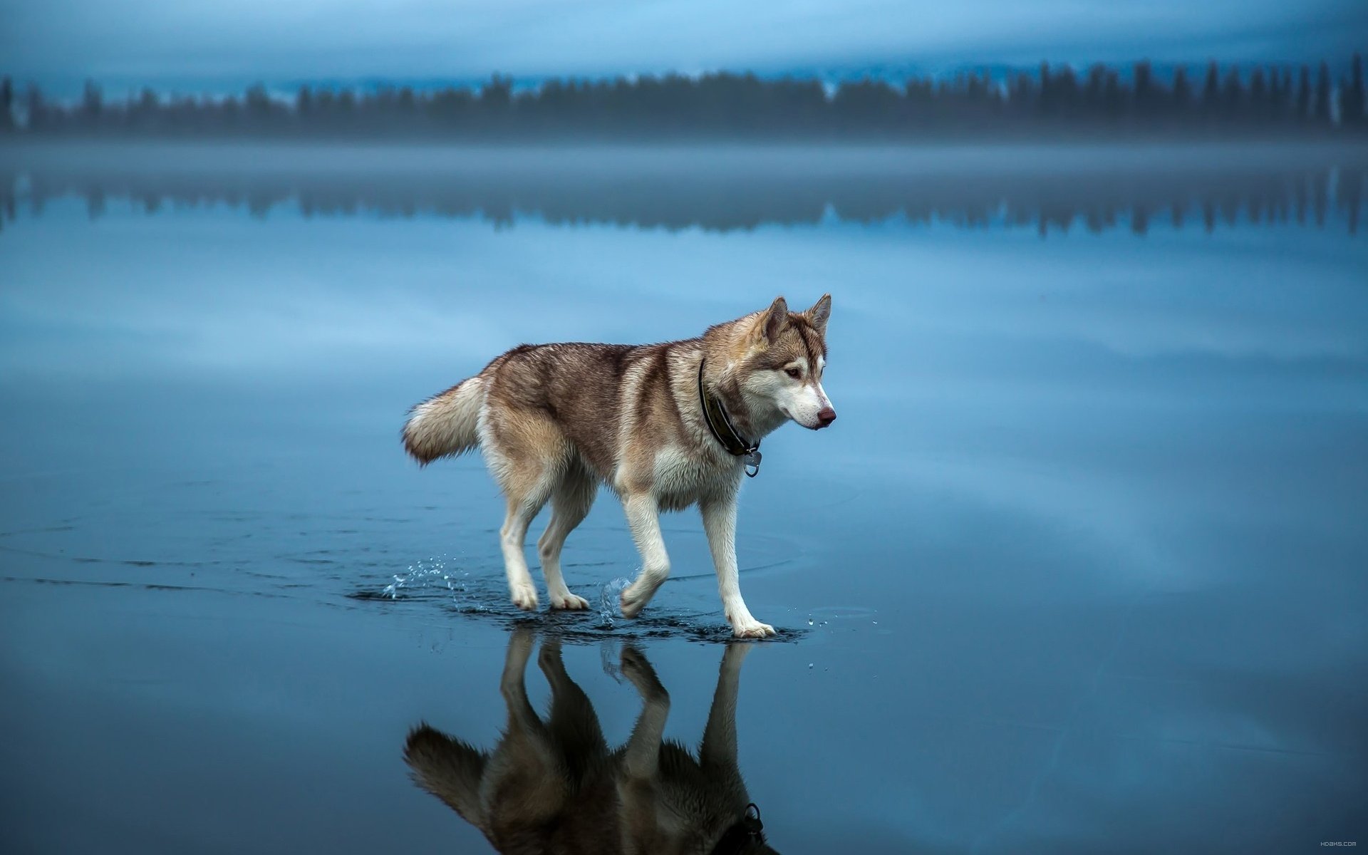 Stunning HD Wallpaper of a Majestic Husky in Serenity