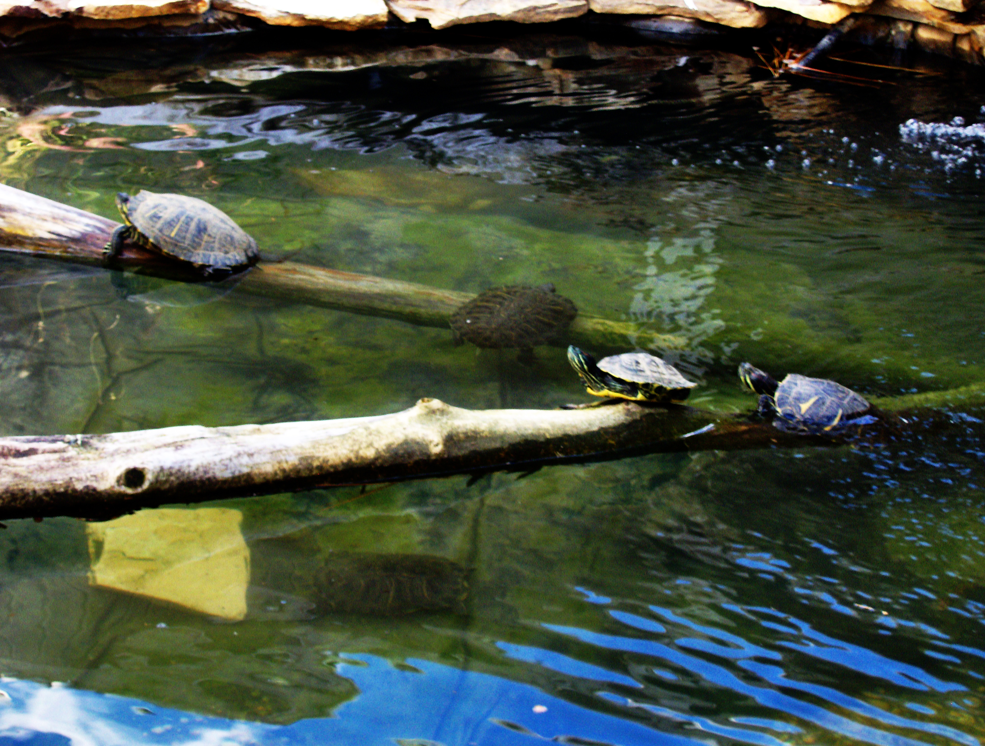 HD Turtle Haven: Serene Waters & Sunlit Logs
