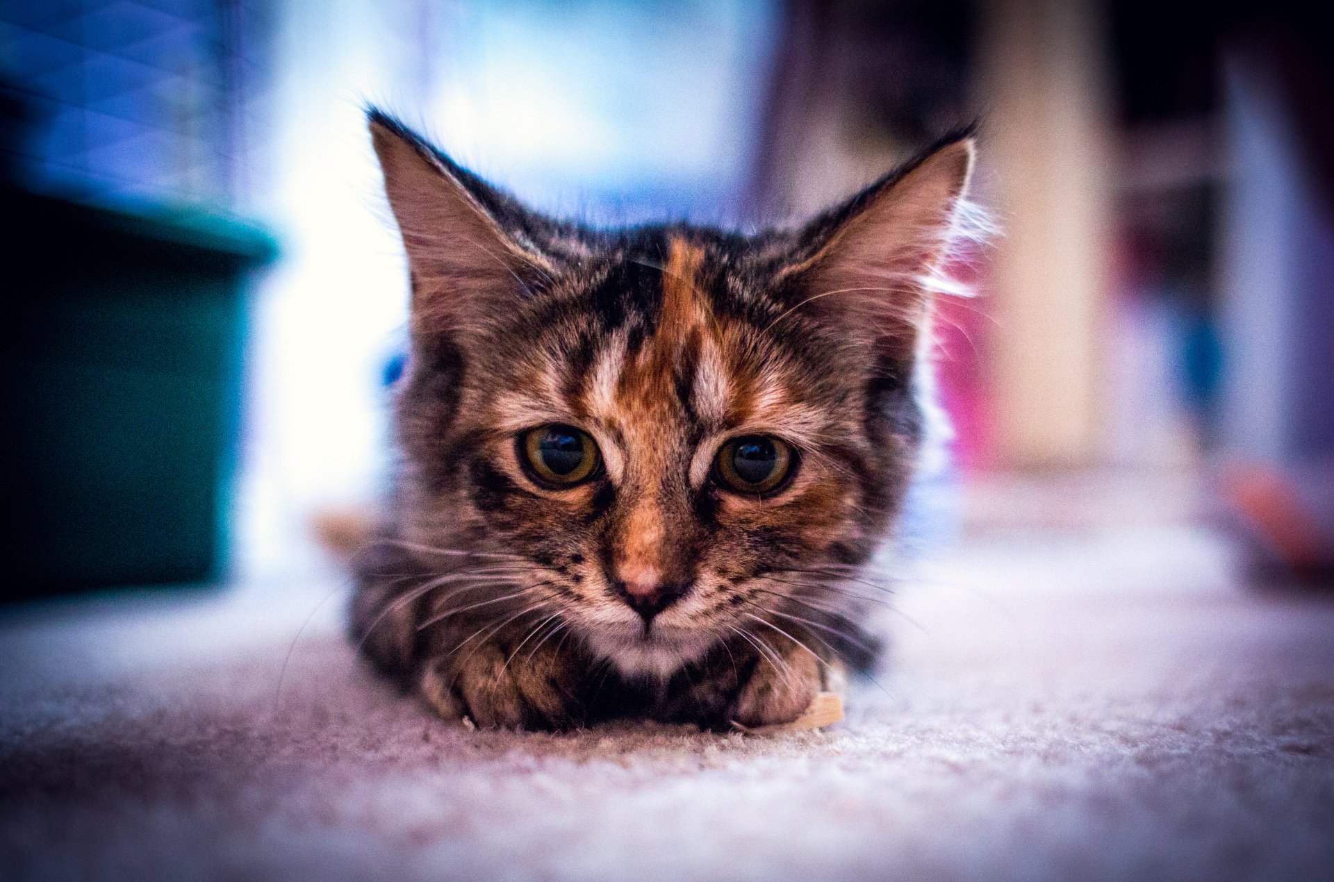 4K Ultra HD Cat Portrait: Captivating Feline Focus by Jesse Herzog