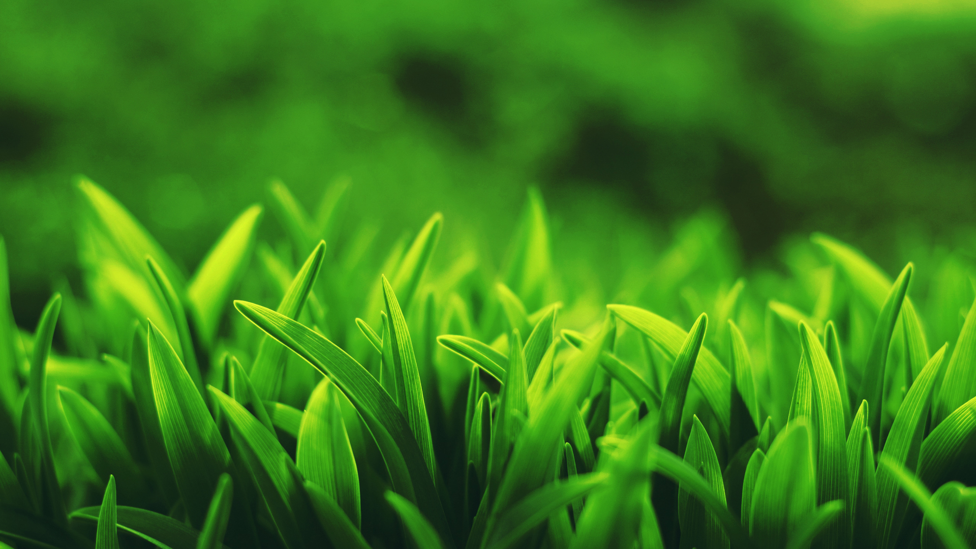 Download Nature Grass HD Wallpaper