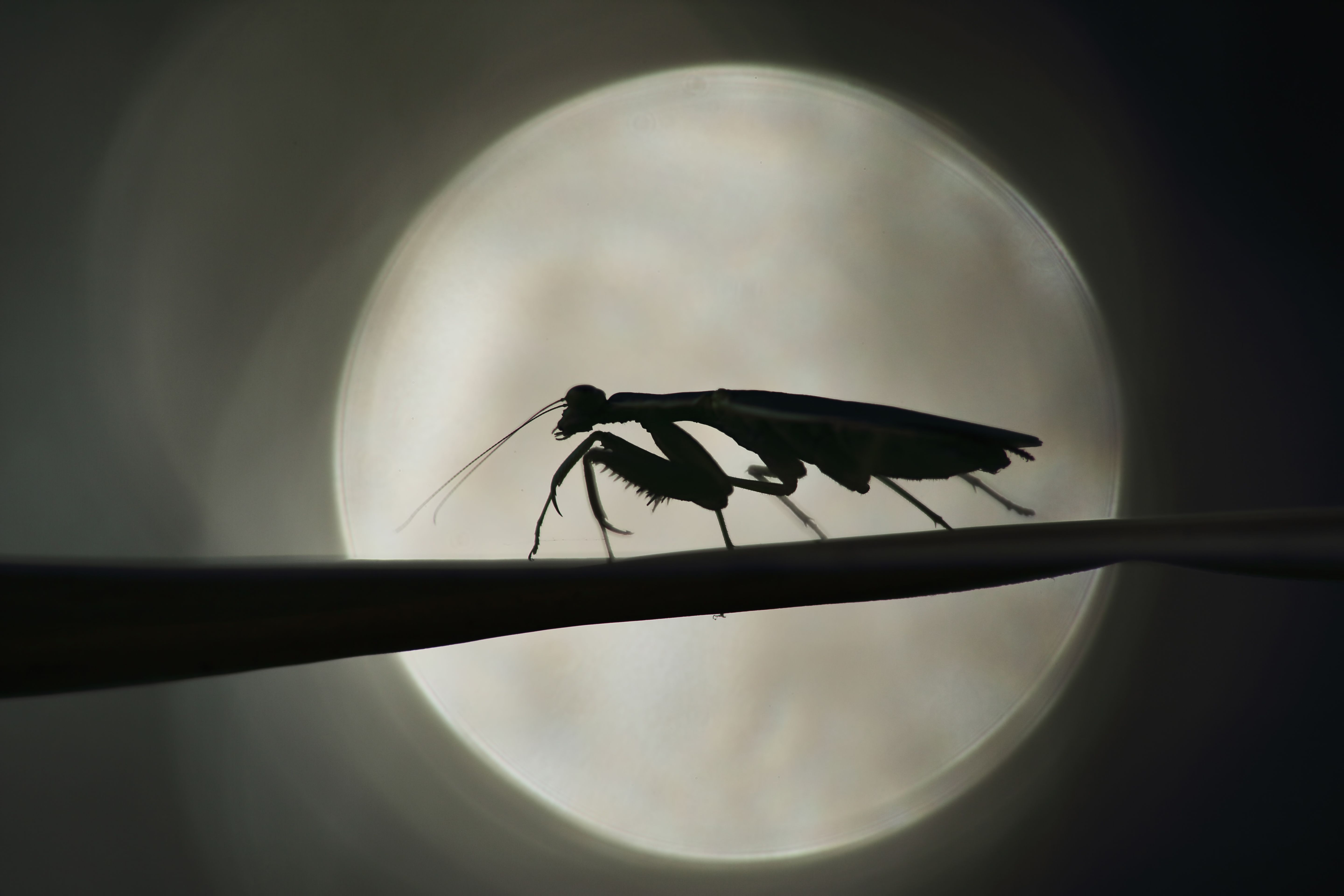 Download Animal Insect 4k Ultra HD Wallpaper