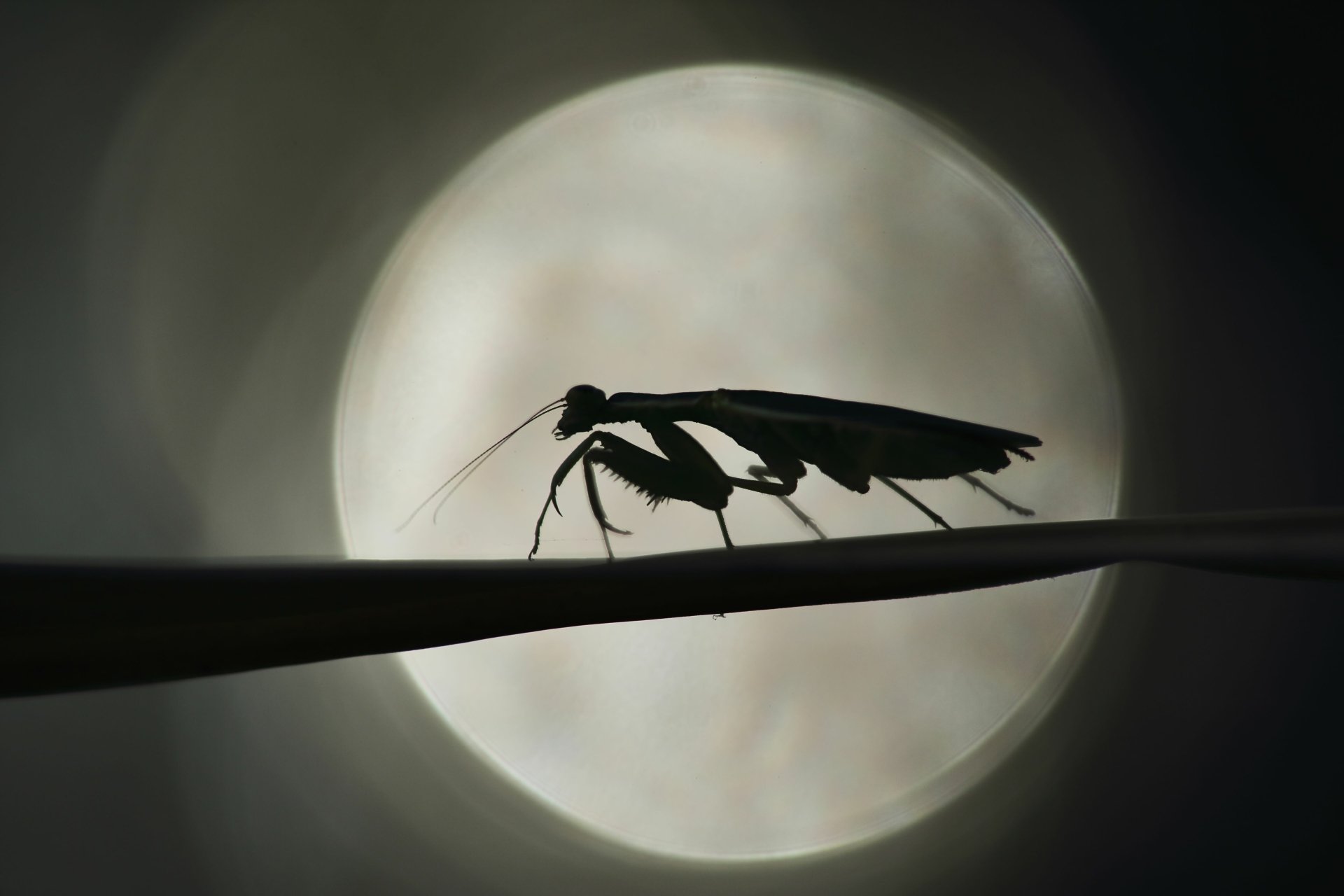 Download Animal Insect 4k Ultra HD Wallpaper