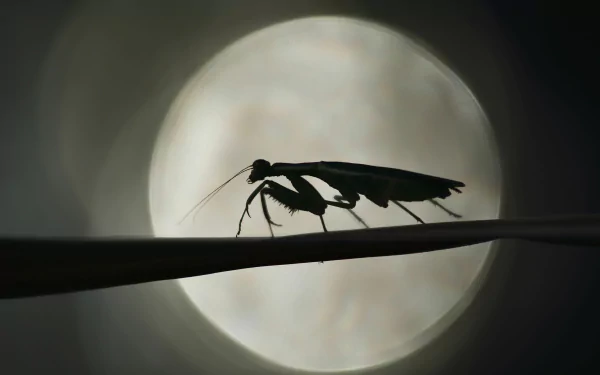 [370+] Insect 4k Wallpapers