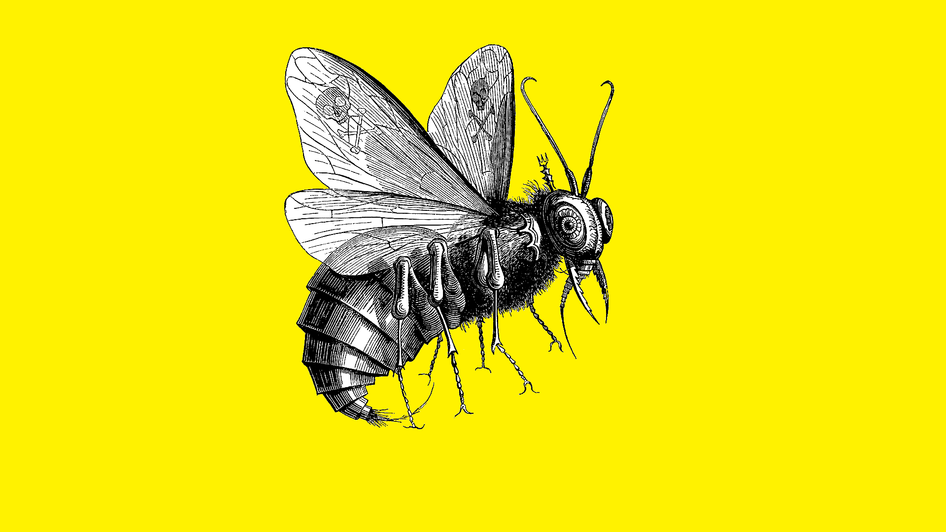 Download Animal Insect HD Wallpaper