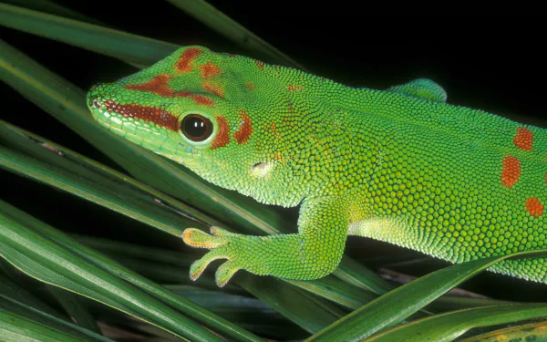 [10+] Gecko 4k Wallpapers