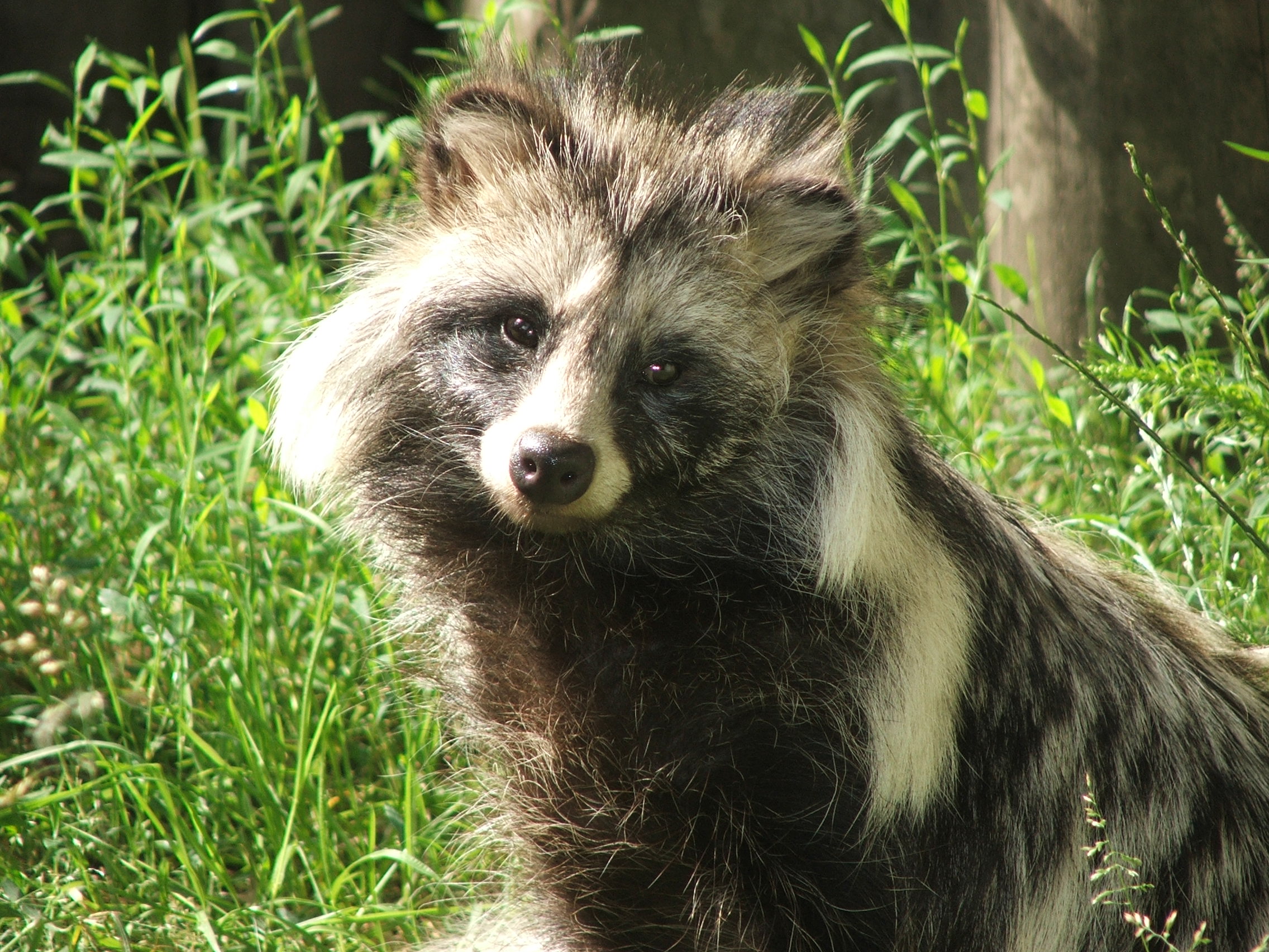 Download Animal Raccoon HD Wallpaper