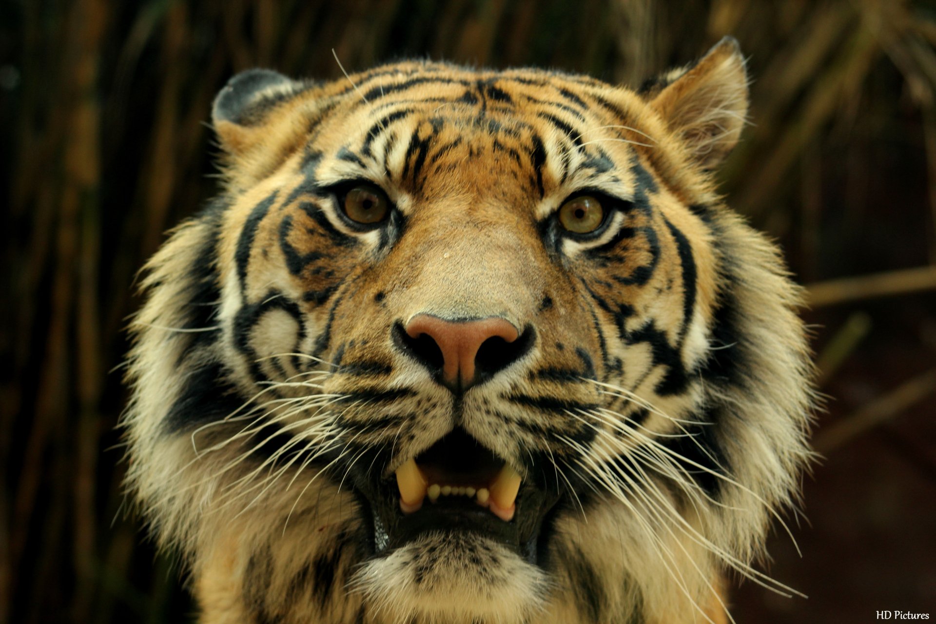 Majestic Tiger Close-Up | 4K Ultra HD Animal Wallpaper | 5184x3456 ...