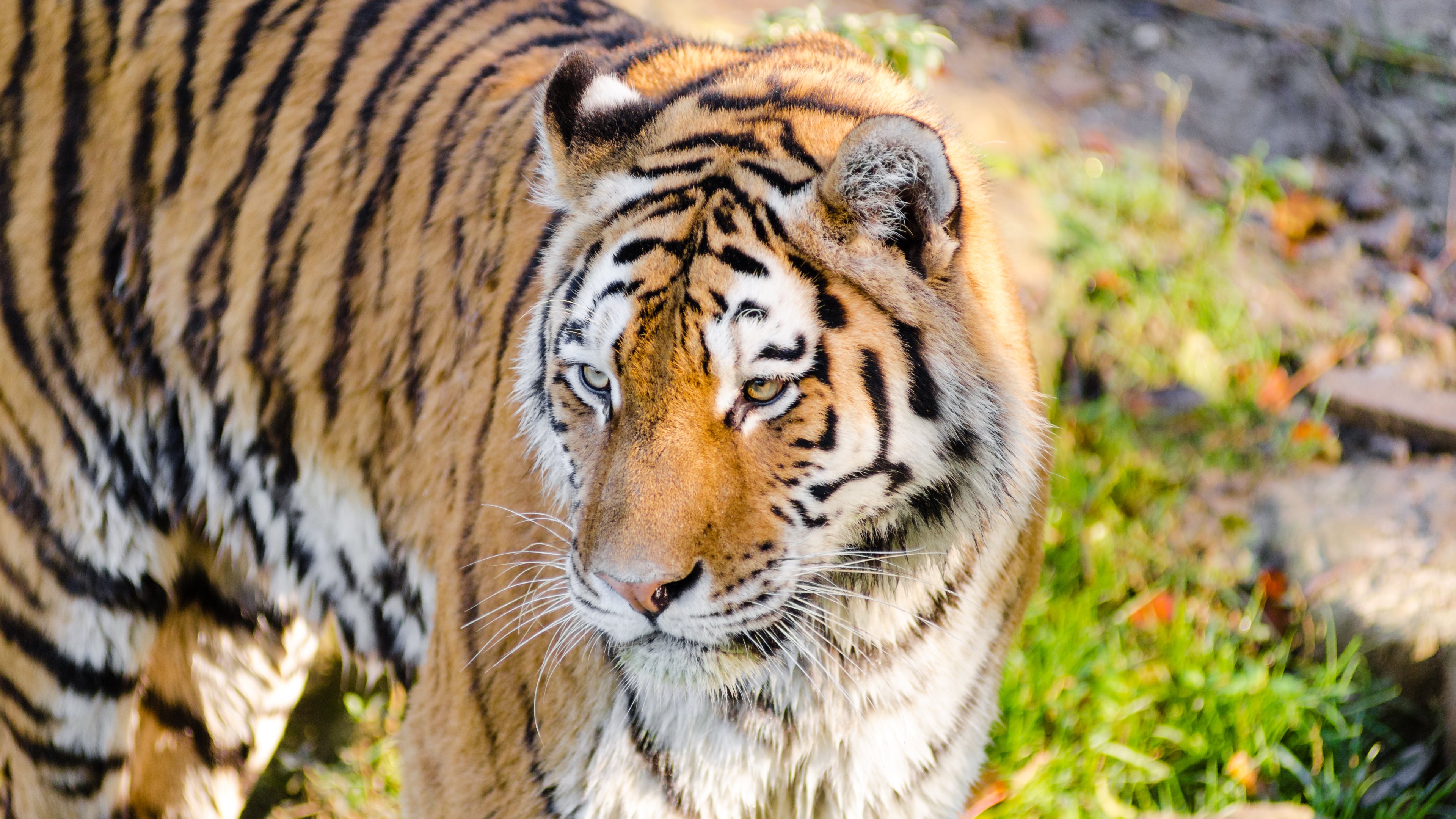 Majestic Tiger in 4K Ultra HD – The Ultimate Animal Wallpaper by ...