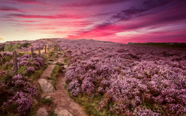 [580+] Field 4k Wallpapers