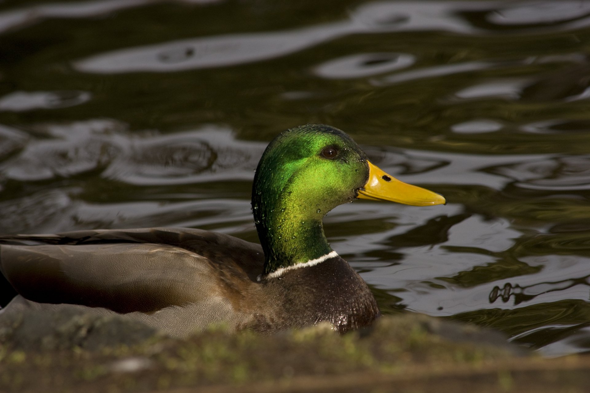 Download Animal Duck 4k Ultra HD Wallpaper