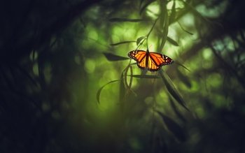 Butterfly Pfp