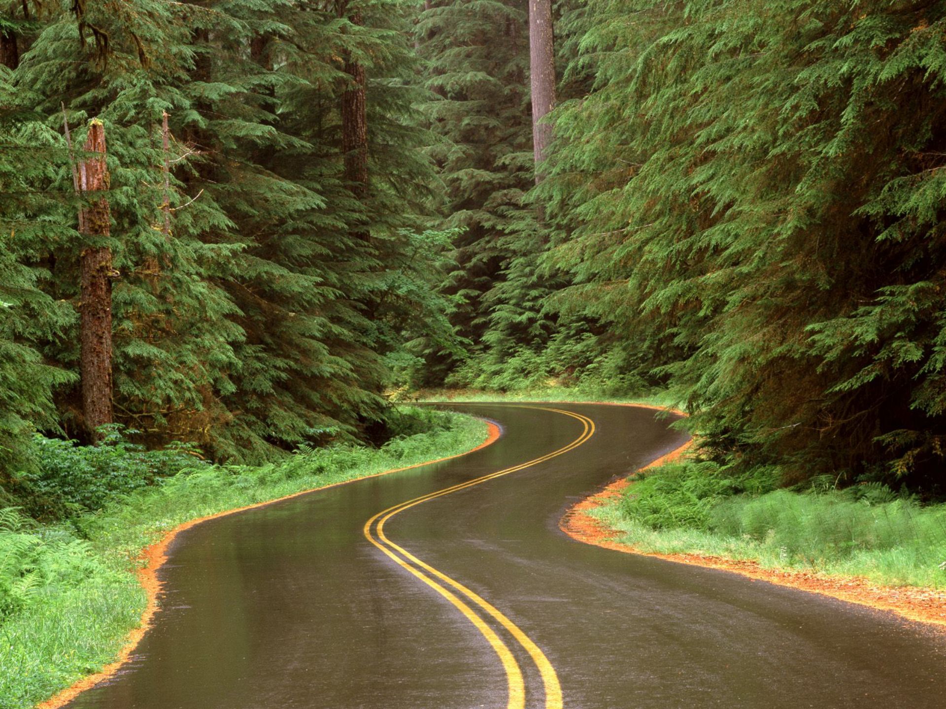 Download Forest Pine Tree Man Made Road HD Wallpaper