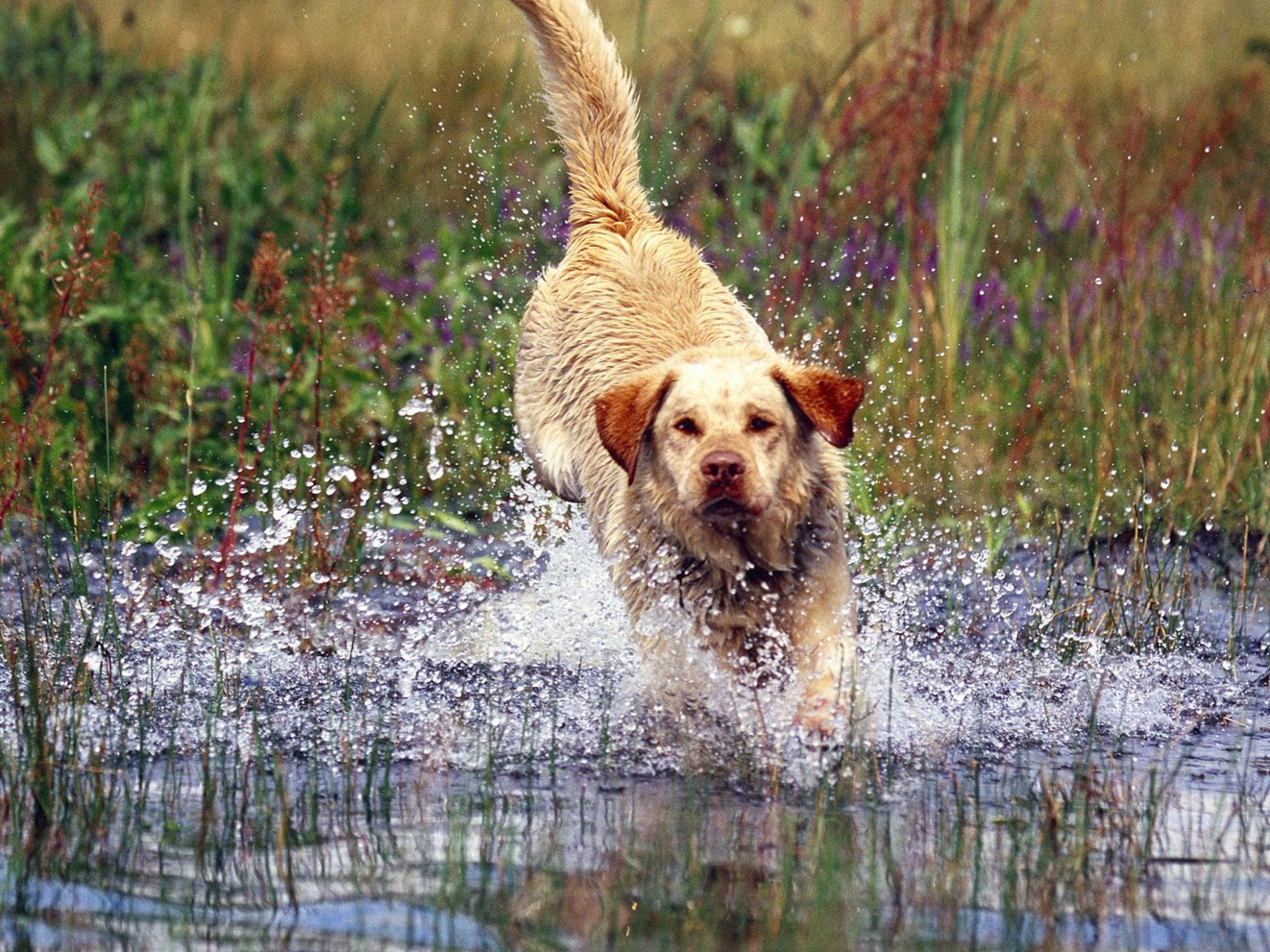 Labrador Retriever Splash – HD Wallpaper of a Joyful Dog in Nature
