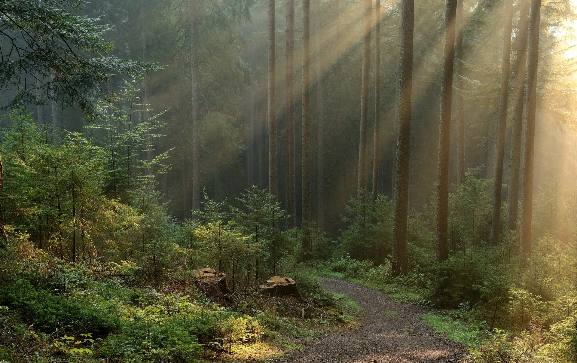 Download Sunbeam Light Landscape Forest Nature Path 4k Ultra HD Wallpaper