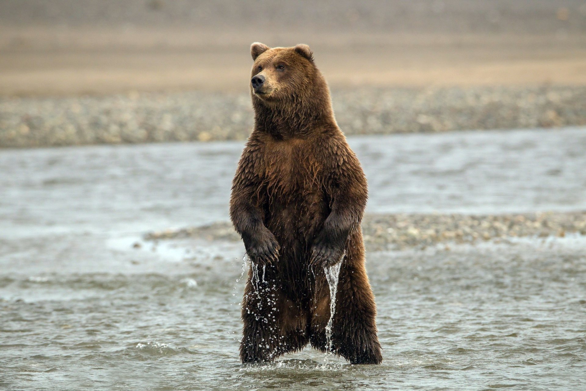 Majestic Bear in the Wild | HD Animal Wallpaper | 2048x1365 | Wallpaper ...