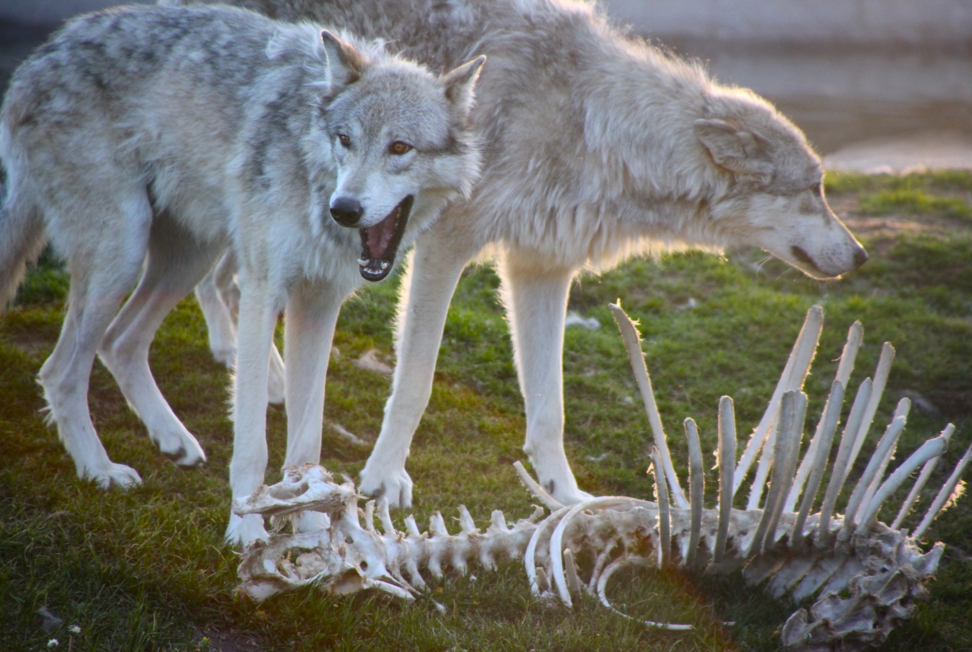 Majestic Wolves in 4K Ultra HD: Wild Animal Majesty Unleashed ...
