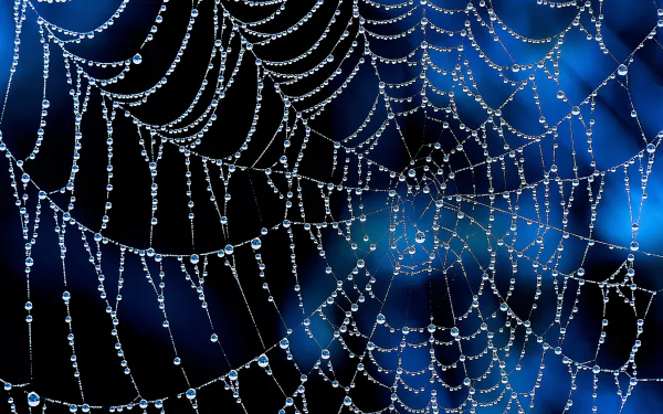 [30+] Spider Web 4k Wallpapers