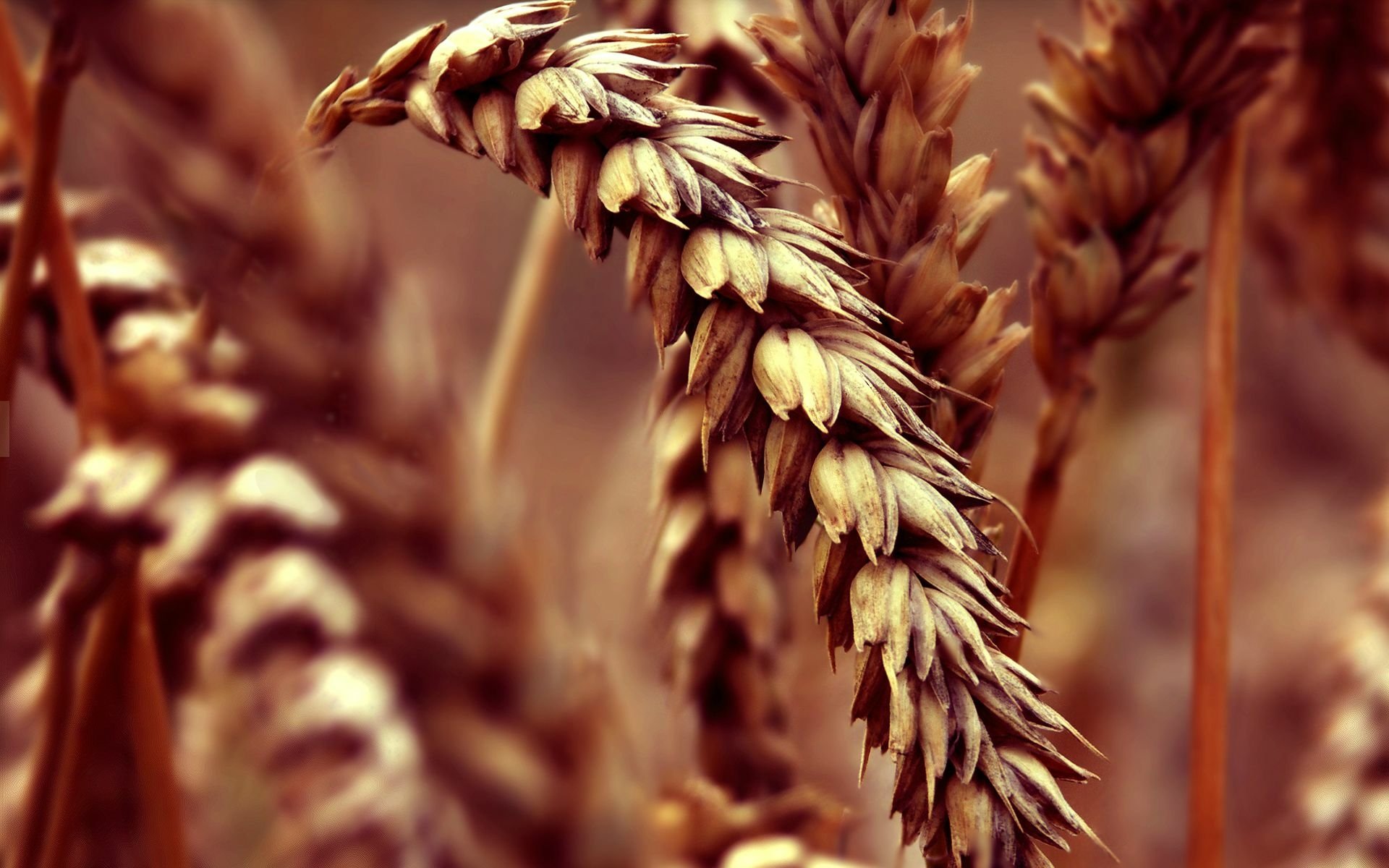 Download Nature Wheat HD Wallpaper | 1920x1200 | Wallpaper Abyss