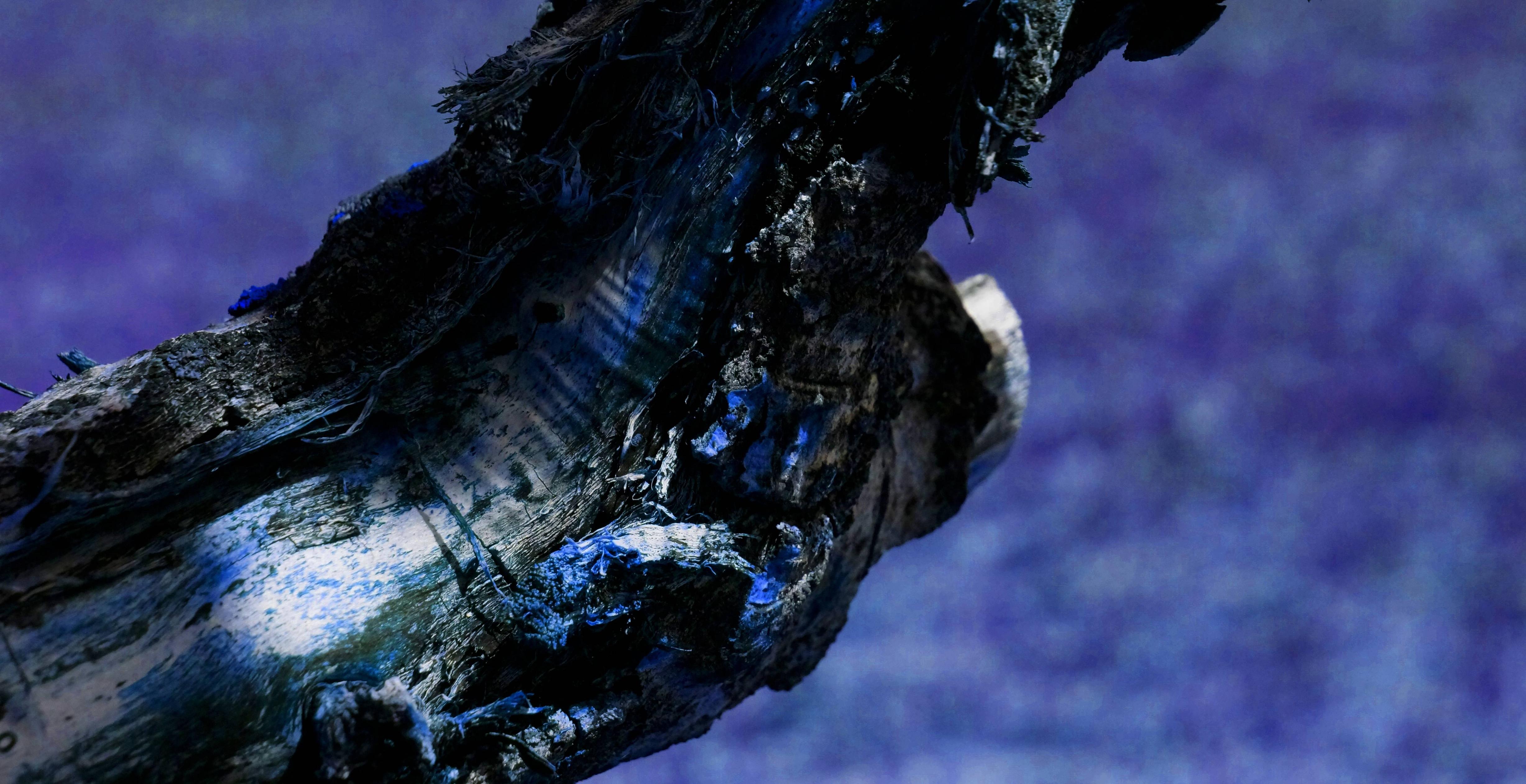 Download Nature Tree 4k Ultra HD Wallpaper