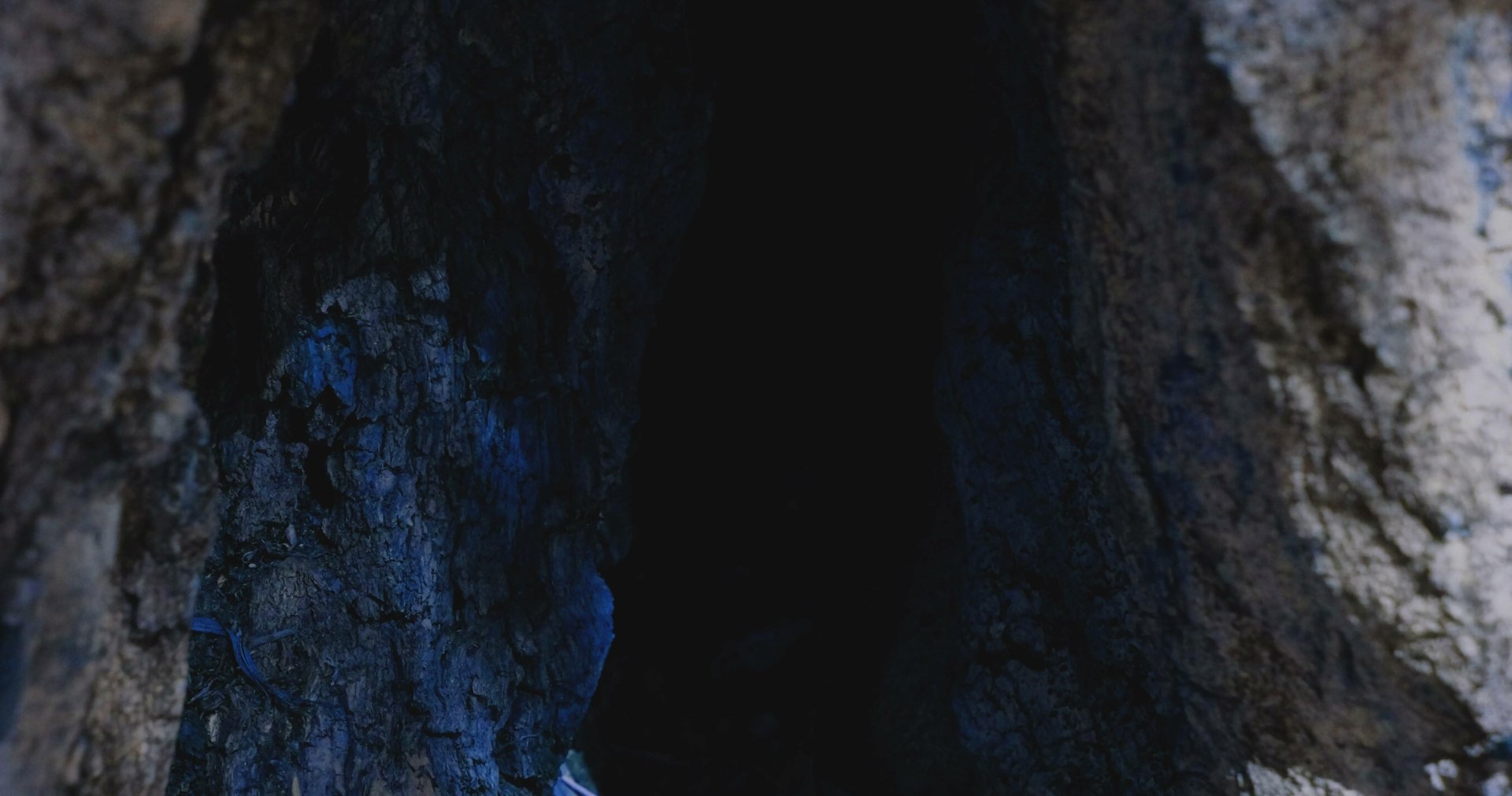 Download Nature Tree 4k Ultra HD Wallpaper