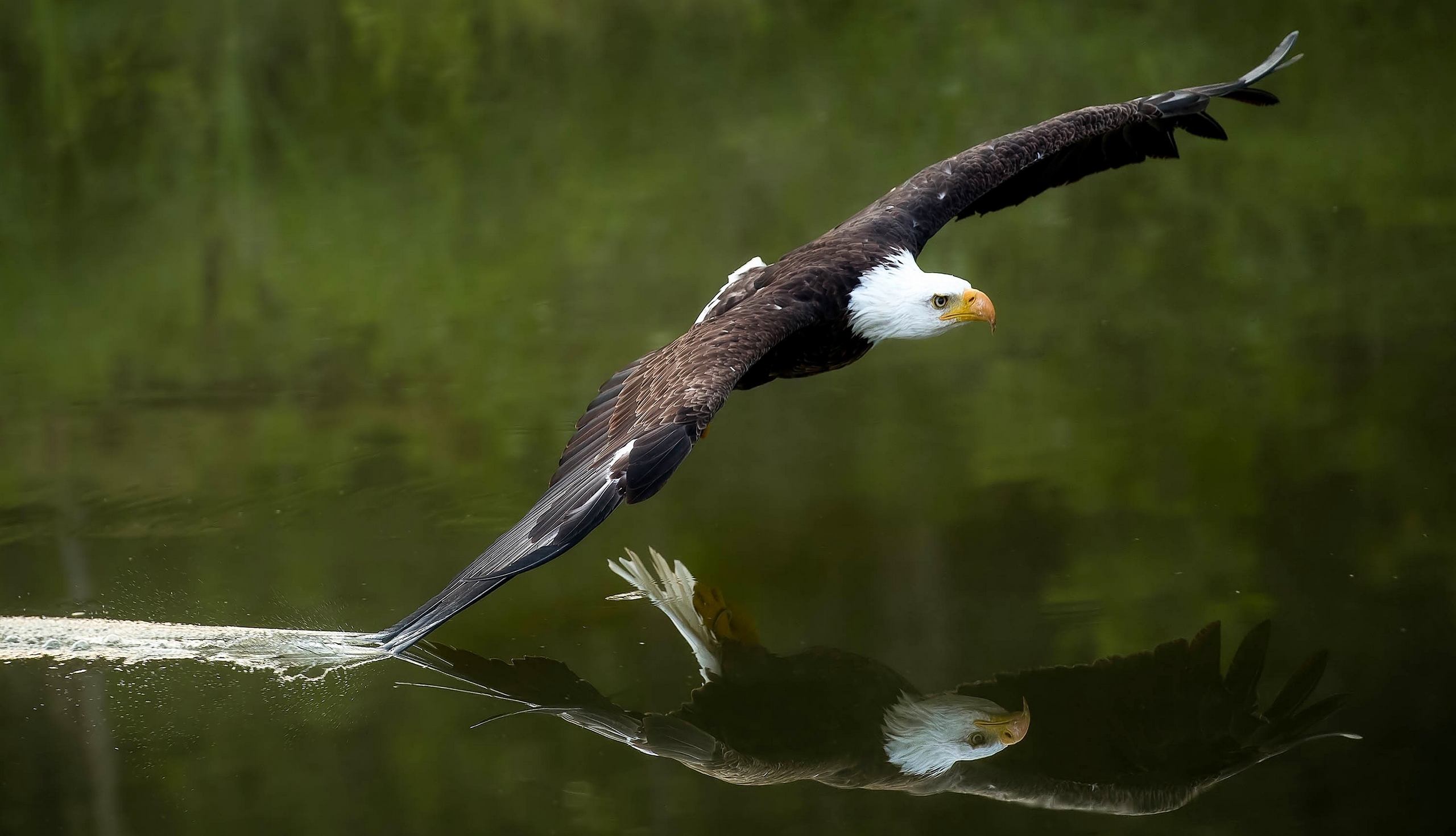 Download Bird Reflection Eagle Animal Bald Eagle HD Wallpaper