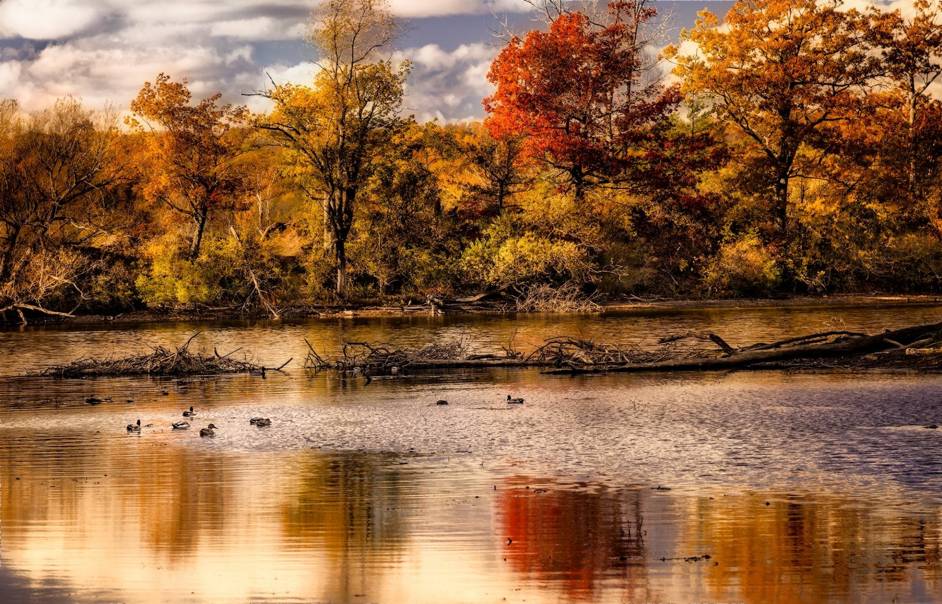 Autumn Serenity: Ducks Glide Over Reflective Lake Amid Fall Foliage and ...